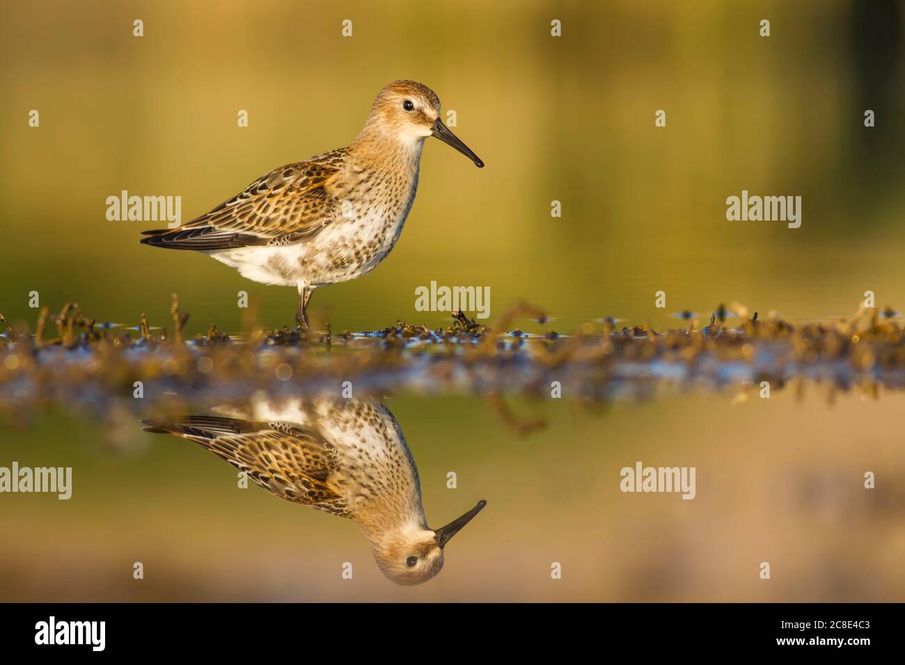 Water nature and bird. Common water bird: Ruff. Philomachus pugnax ...