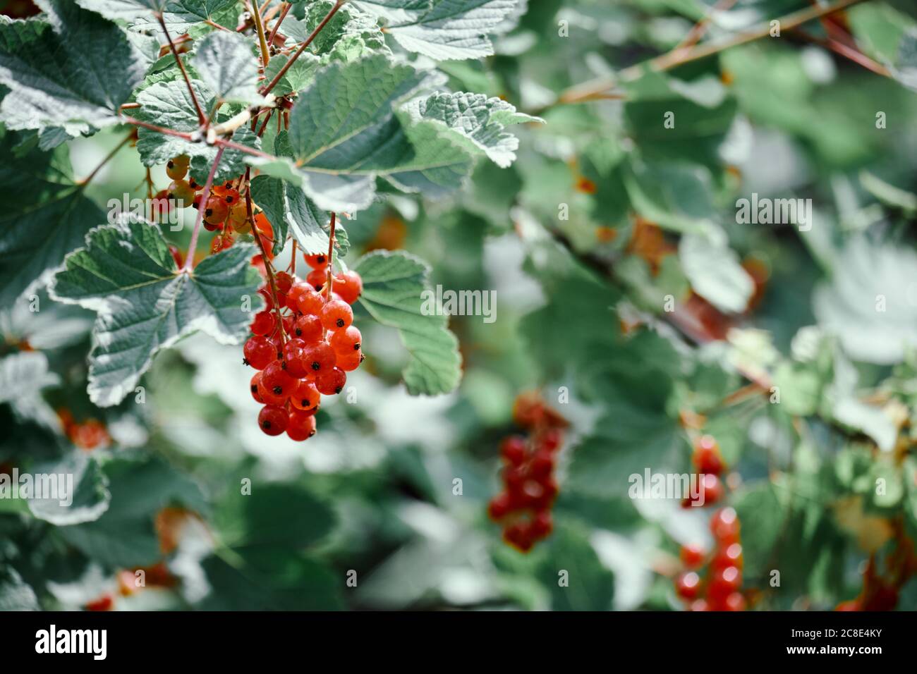 Red currant bush Stock Photo - Alamy