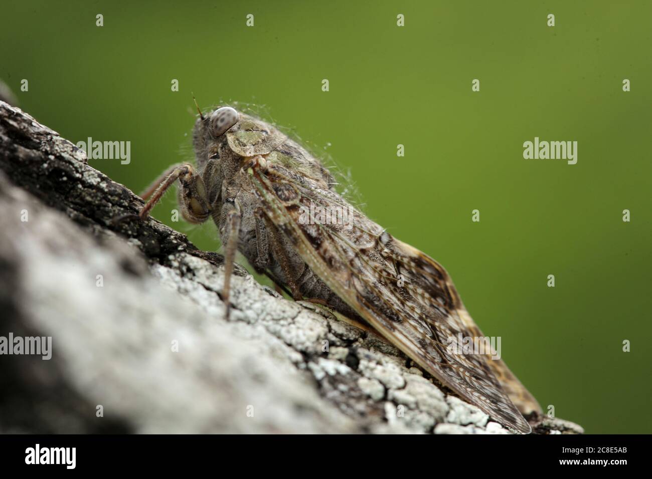 Cicada side view hi-res stock photography and images - Alamy