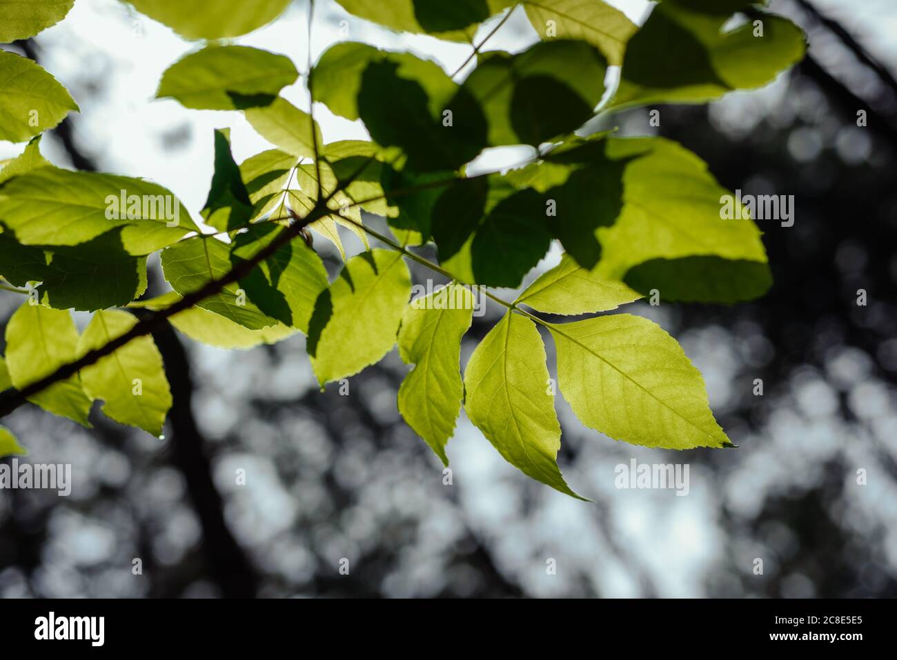 Closeup nature view of green leaf under sunlight. Natural green plants ...