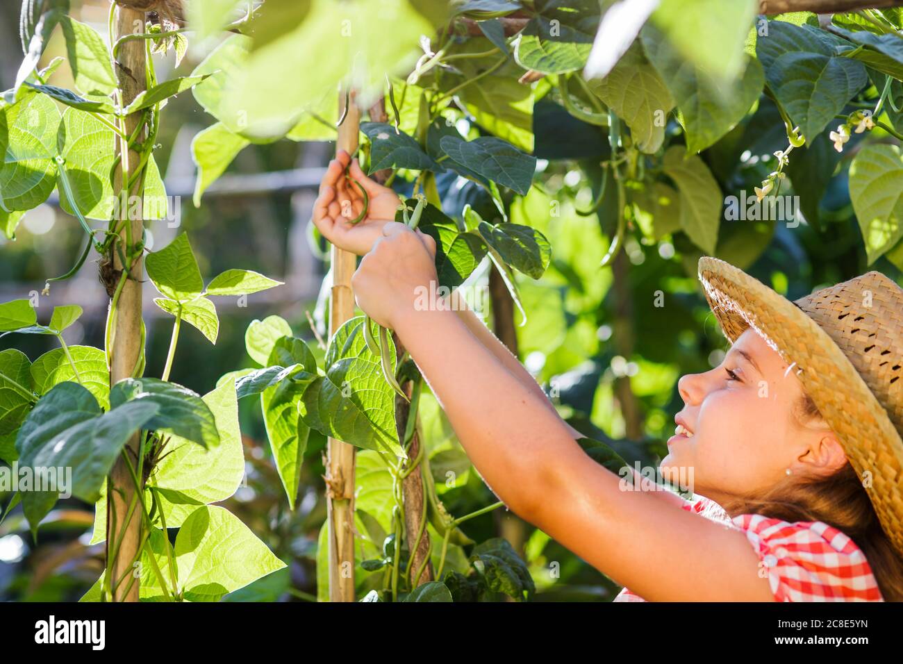 Picking beans hi-res stock photography and images - Alamy