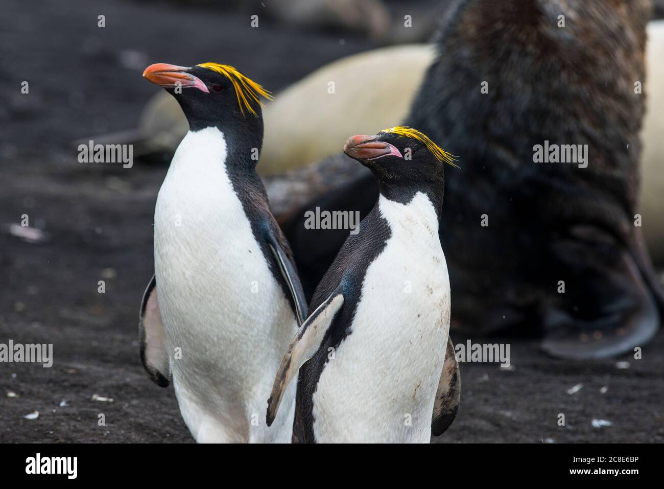 UK, South Georgia and South Sandwich Islands, Portrait of two Southern ...