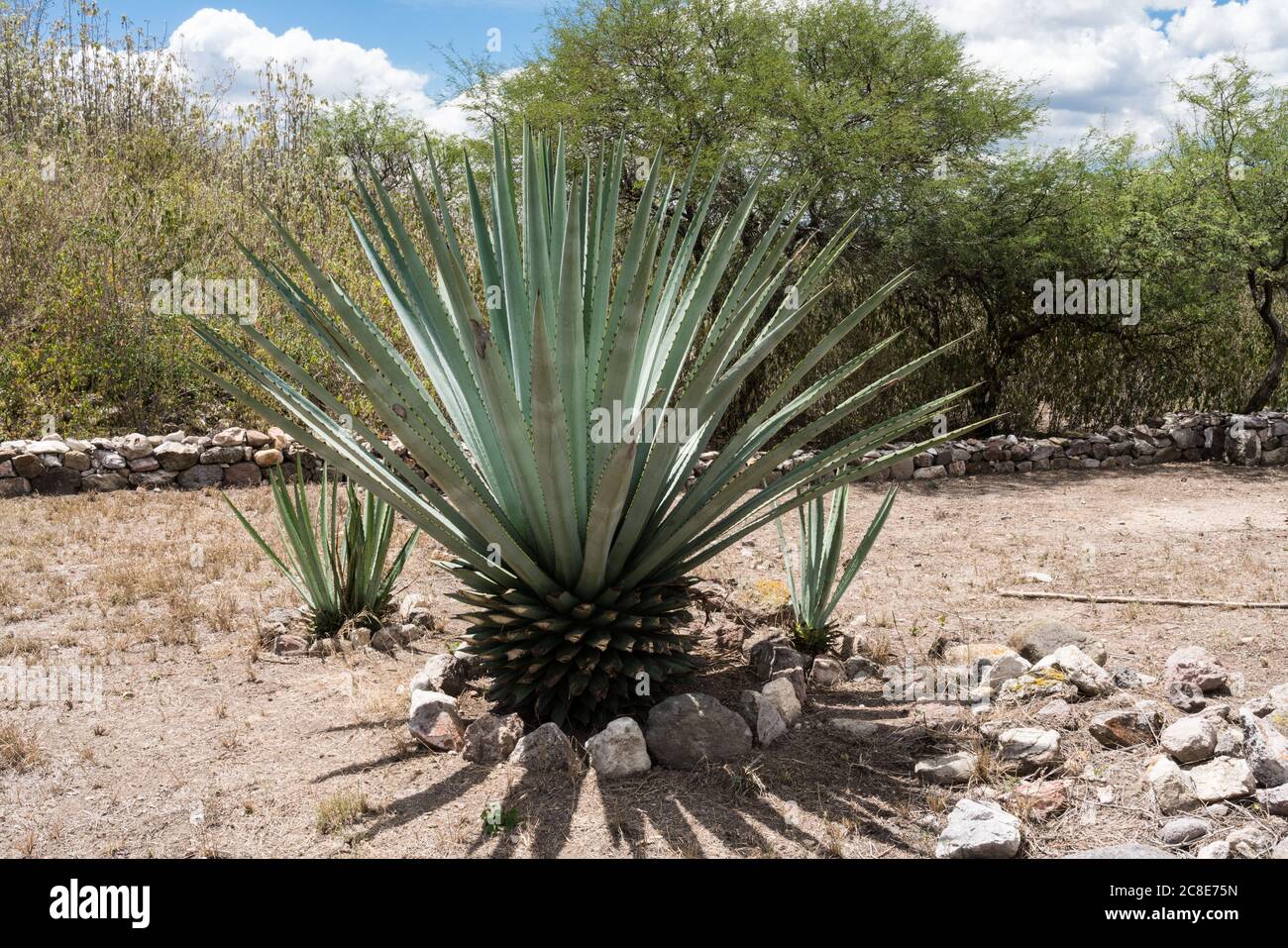 Large agave hi-res stock photography and images - Alamy