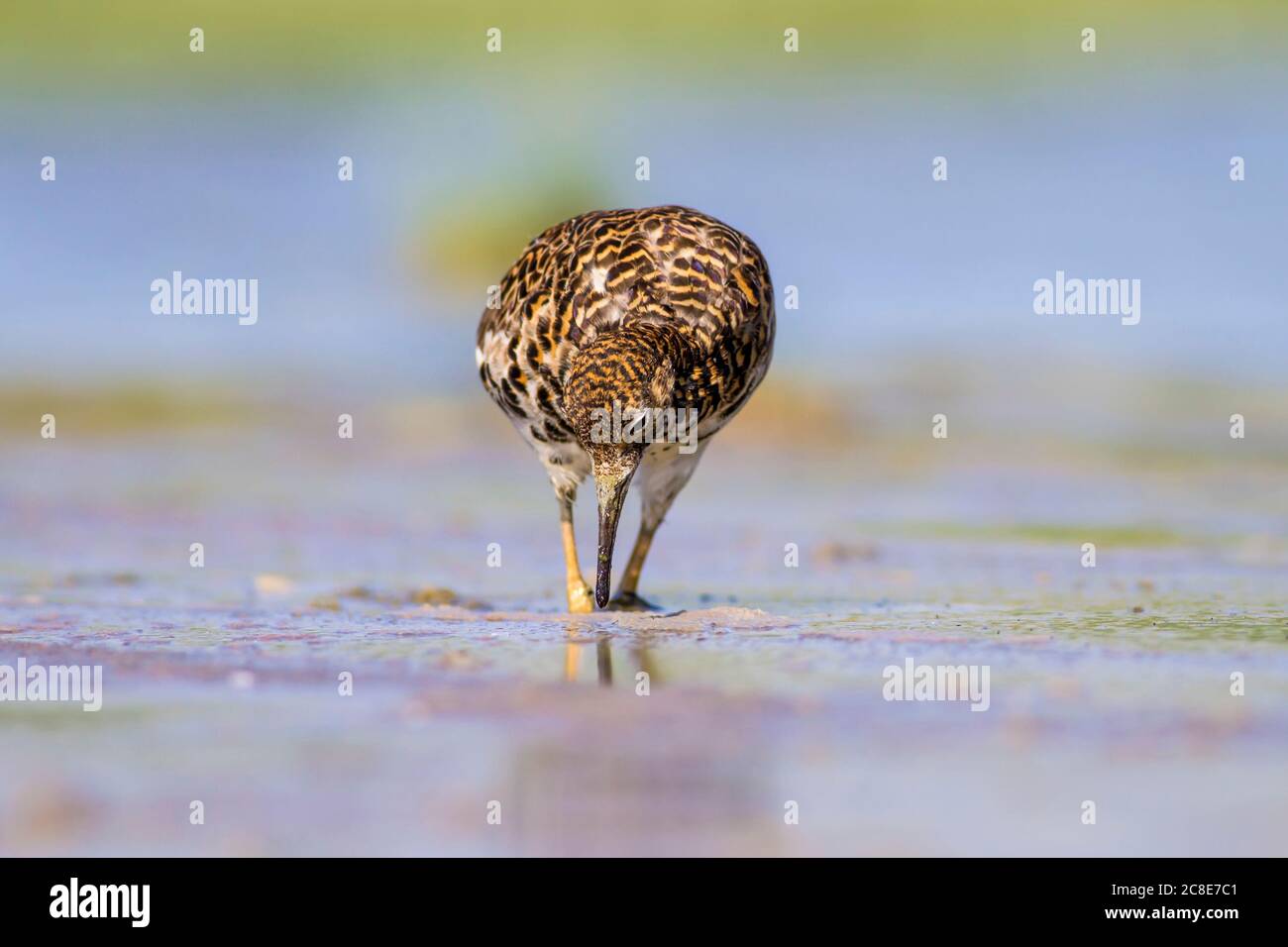Water nature and bird. Common water bird: Ruff. Philomachus pugnax ...