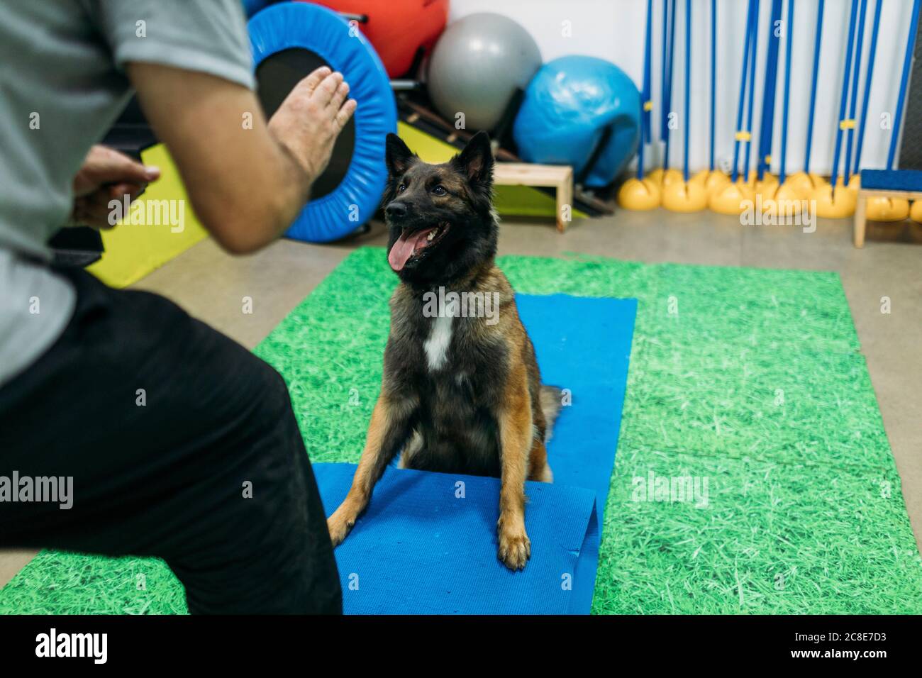 Belgian german shepherd hi-res stock photography and images - Alamy