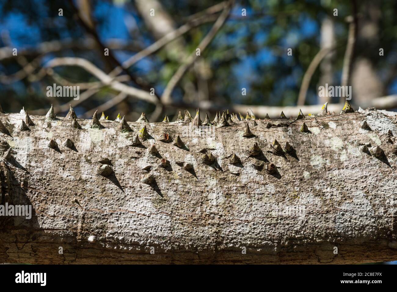 Spines on a branch of a ceiba tree, Ceiba pentandra, in the ruins of ...