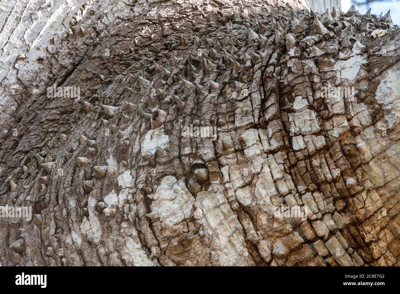 Spines on the trunk of a ceiba tree, Ceiba pentandra, in the ruins of ...