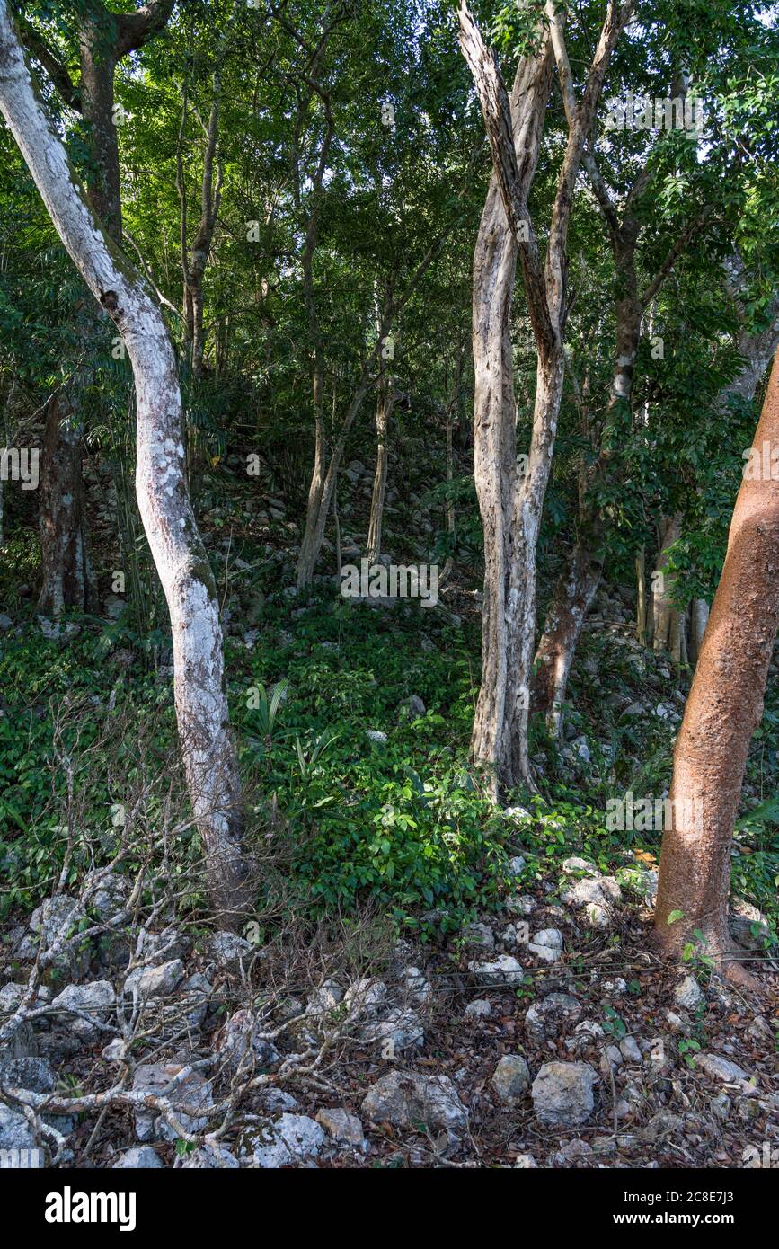 The pre-HIspanic ruins of the Mayan city of Ek Balam in Yucatan, Mexico ...