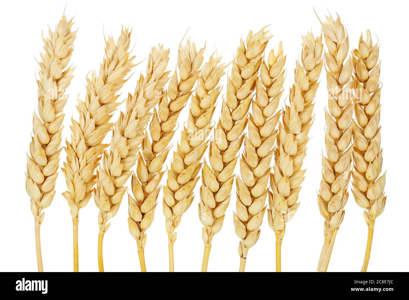 wheat ears isolated on white Stock Photo - Alamy