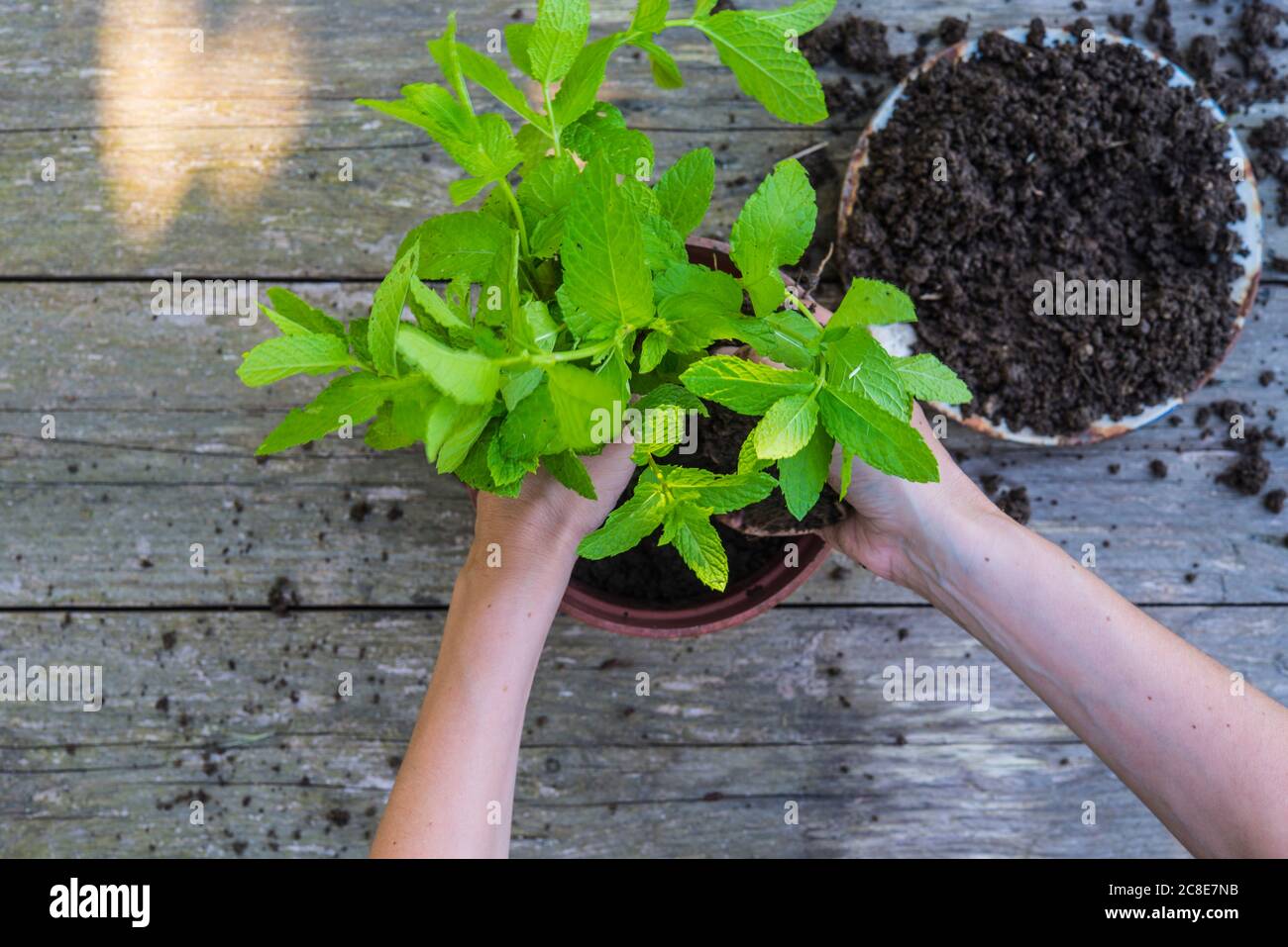 Replanting hi-res stock photography and images - Alamy