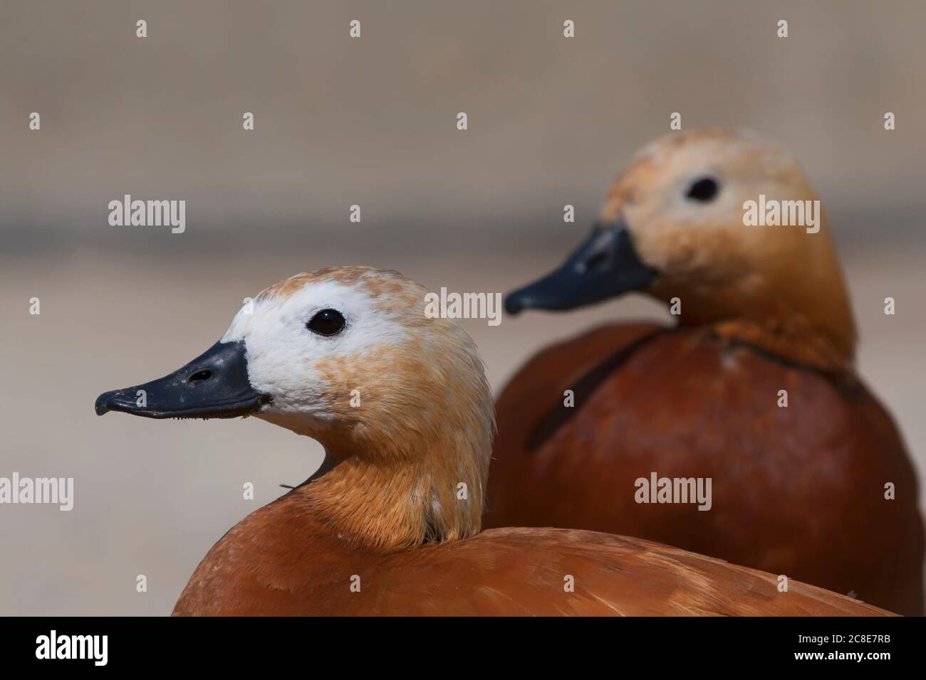 Nature and bird. Common birds. Natural background Stock Photo - Alamy