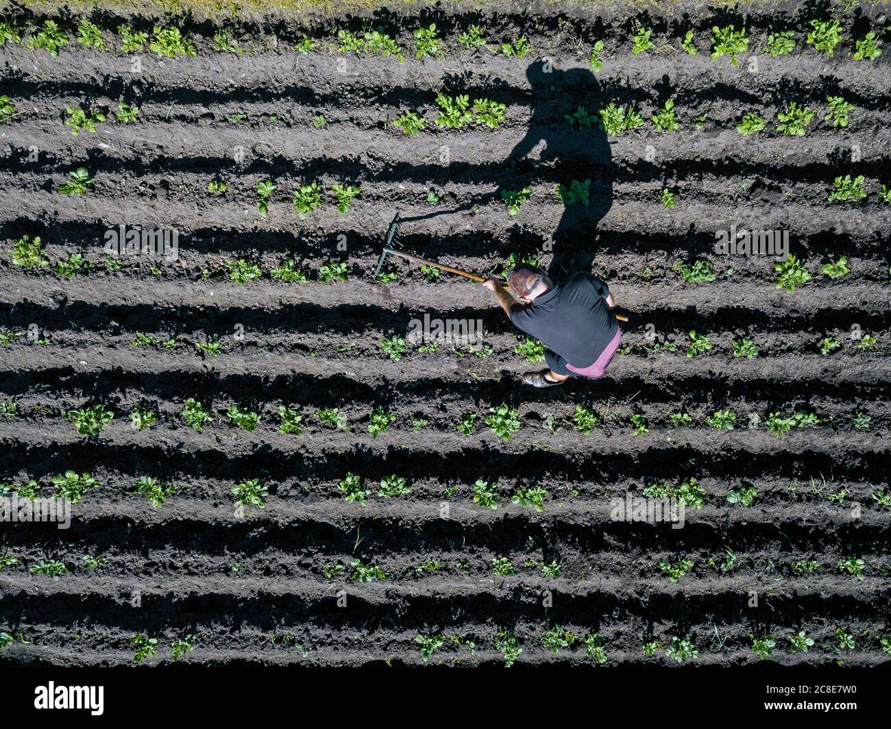 Aerial view of man working on potato field Stock Photo - Alamy