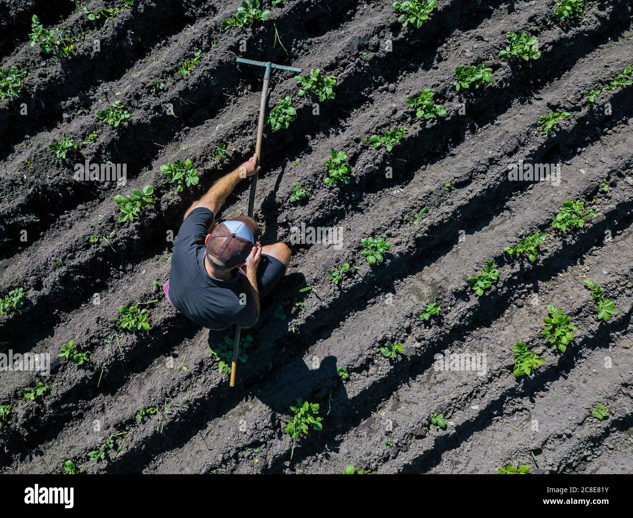 Aerial view of man working on potato field Stock Photo - Alamy