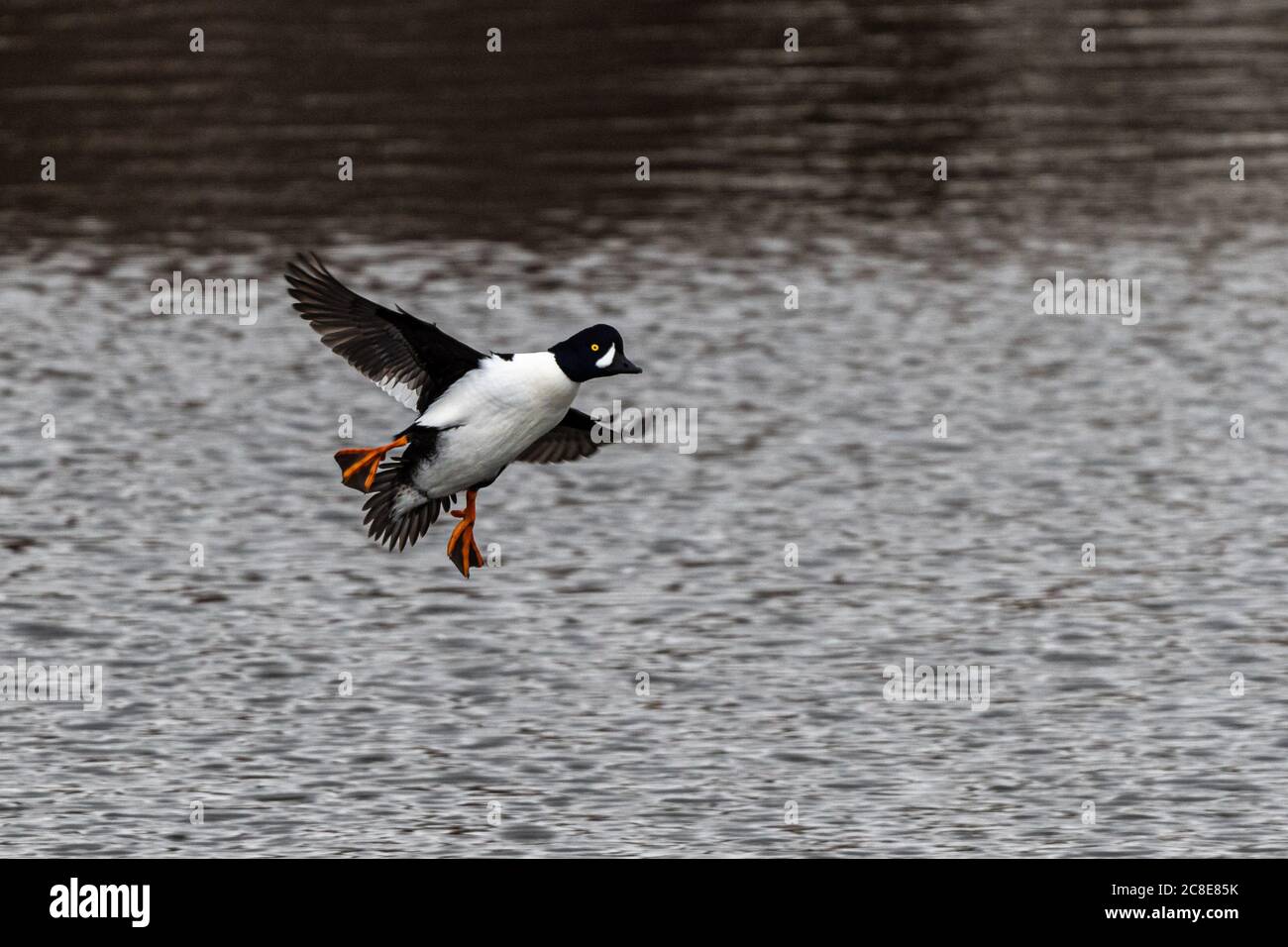 Landing Male Barrow's Goldeneye (Bucephala islandica Stock Photo - Alamy
