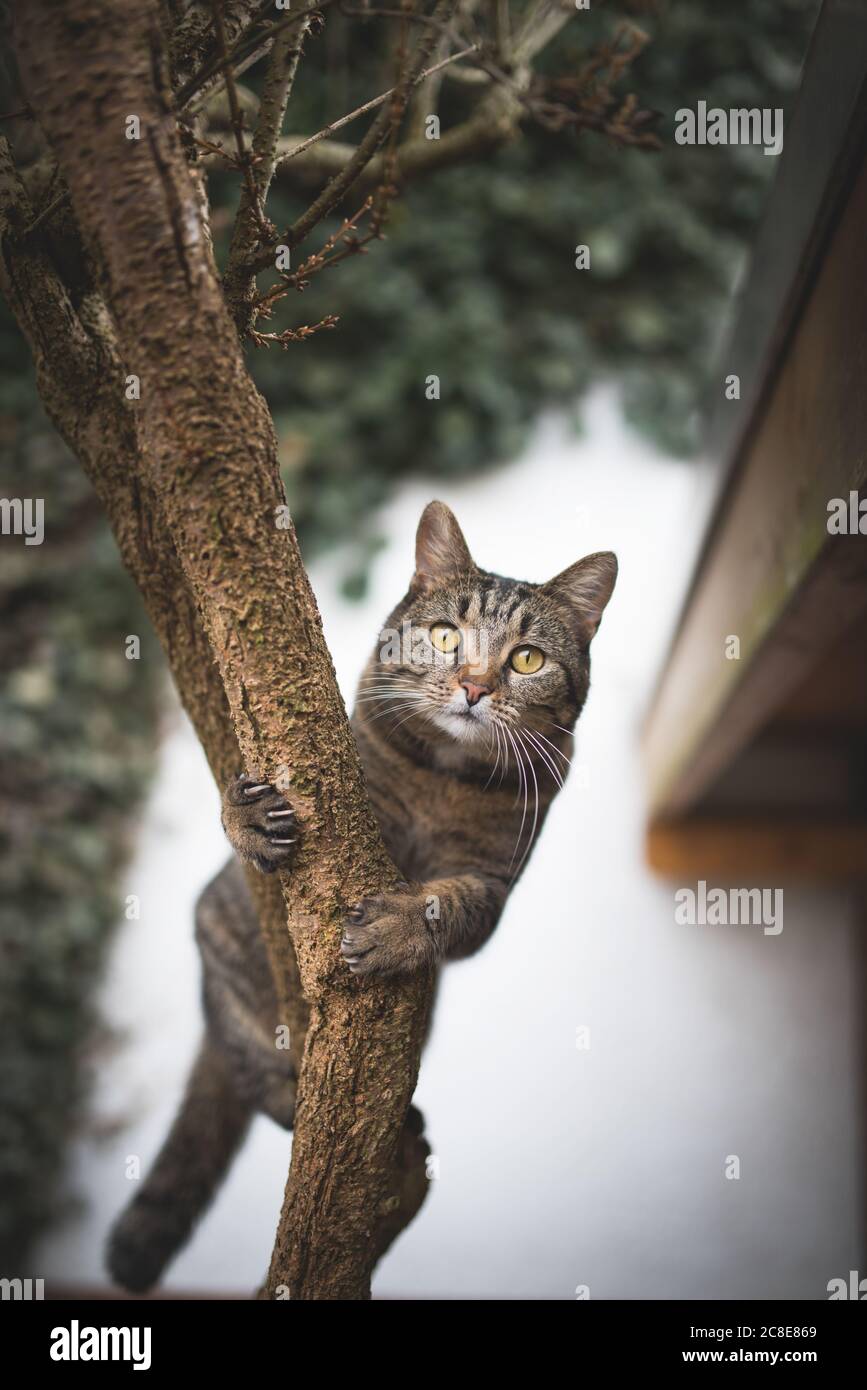 Cat climbing tree hi-res stock photography and images - Alamy