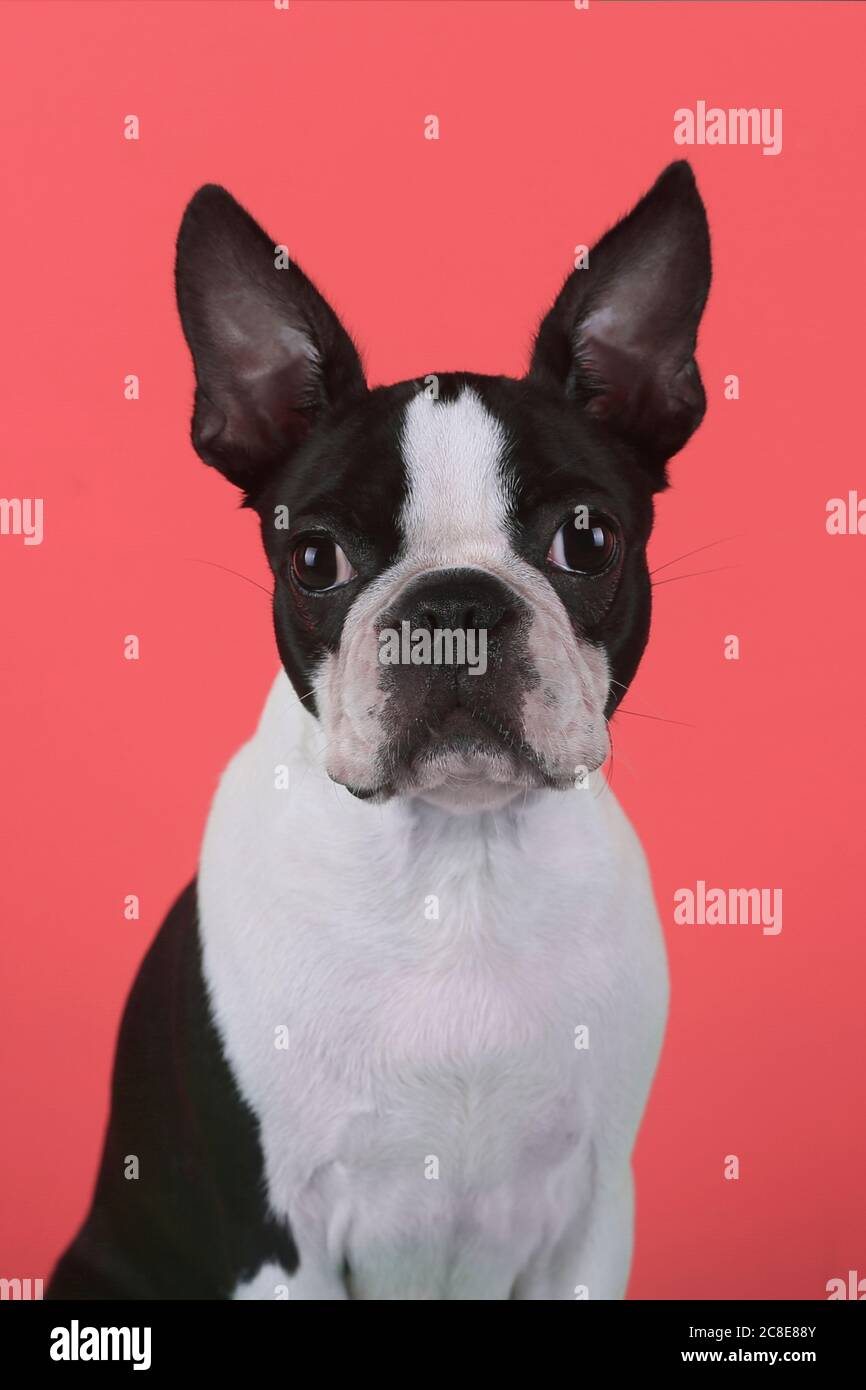 Portrait of boston terrier puppy in front of red background Stock Photo ...