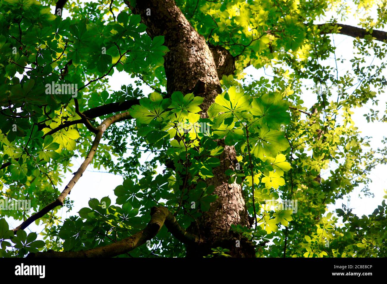 Chestnut in colour hi-res stock photography and images - Alamy