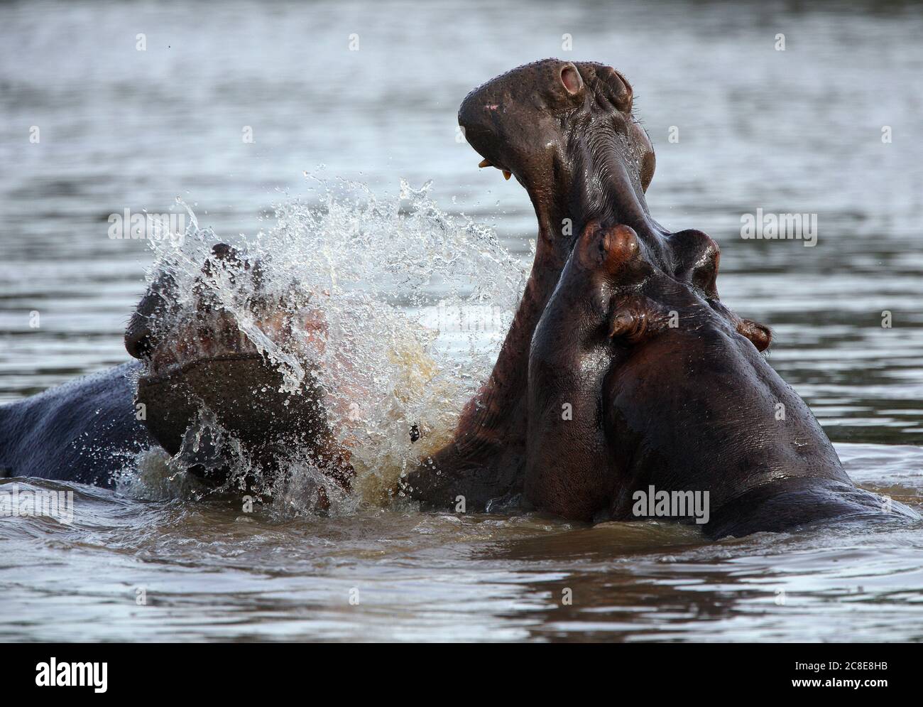 Hippopotamus (Hippopotamus amphibius) bathing in Garamba River Stock ...