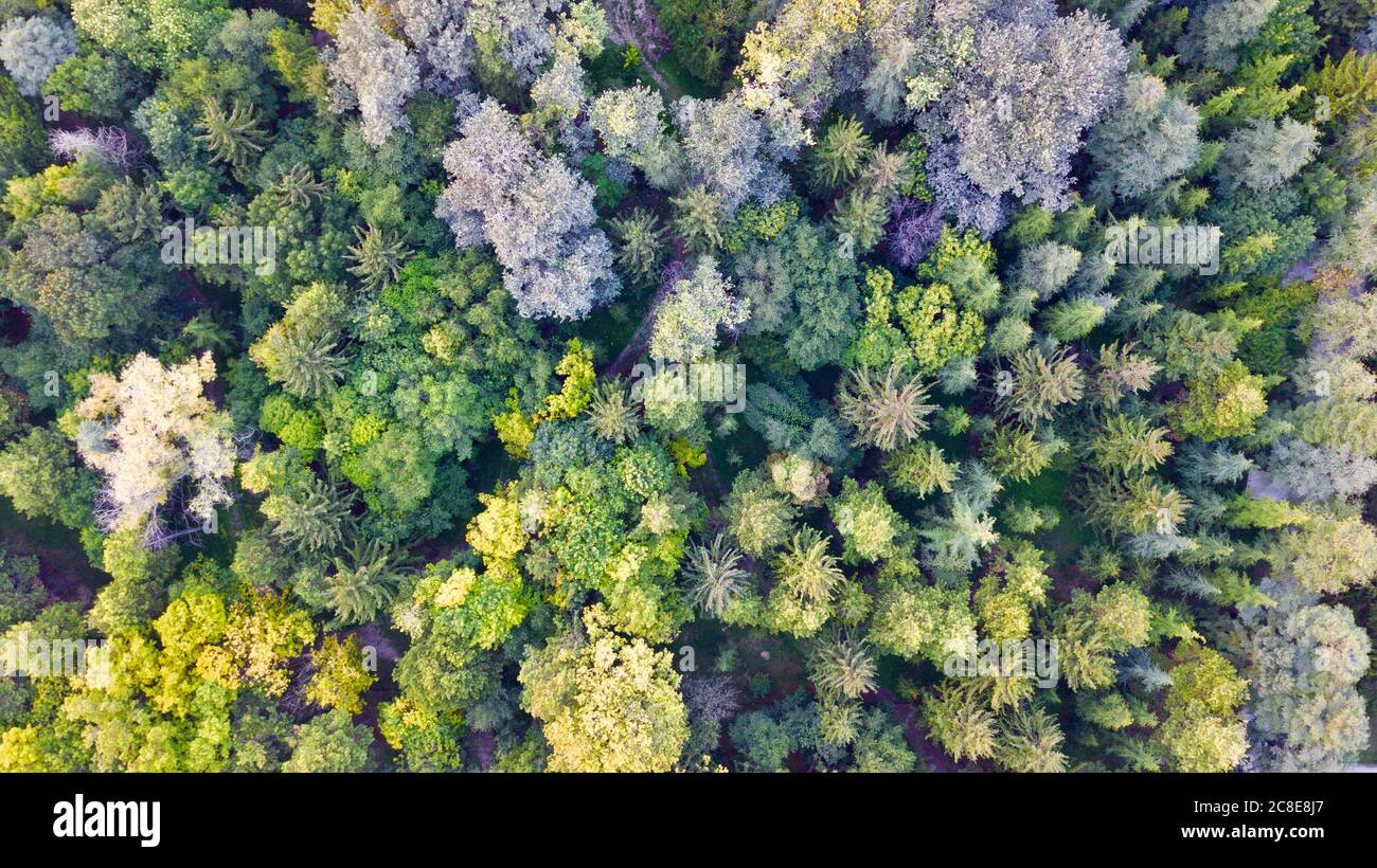 Aerial view of colorful forest trees and secret garden Stock Photo - Alamy