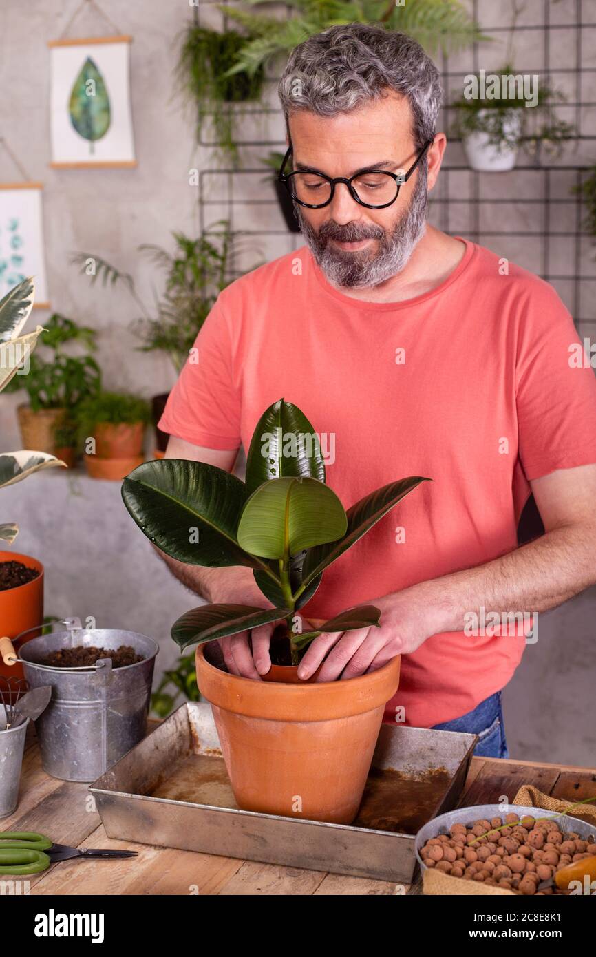 Bearded fig tree hi-res stock photography and images - Alamy