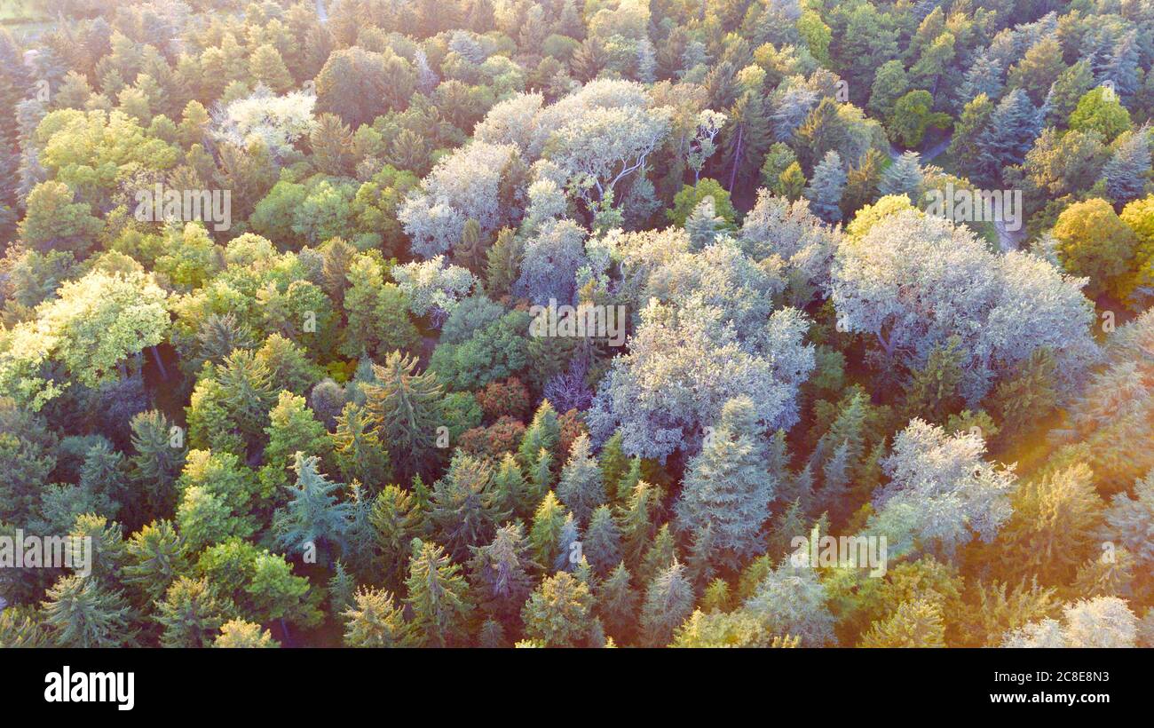 Aerial view of colorful forest trees and secret garden Stock Photo - Alamy
