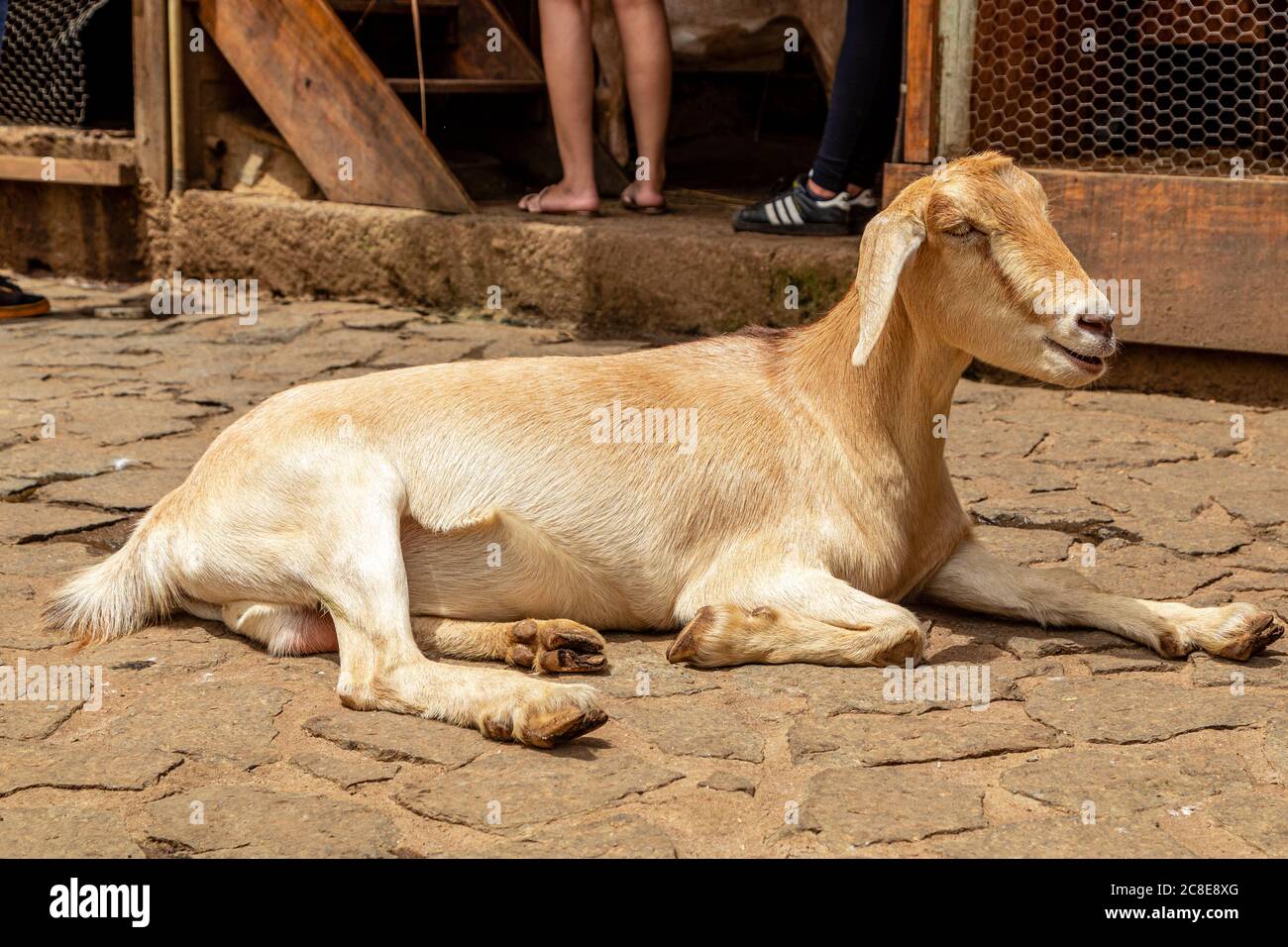 Goat loose on farm, roam freely across the area Stock Photo - Alamy