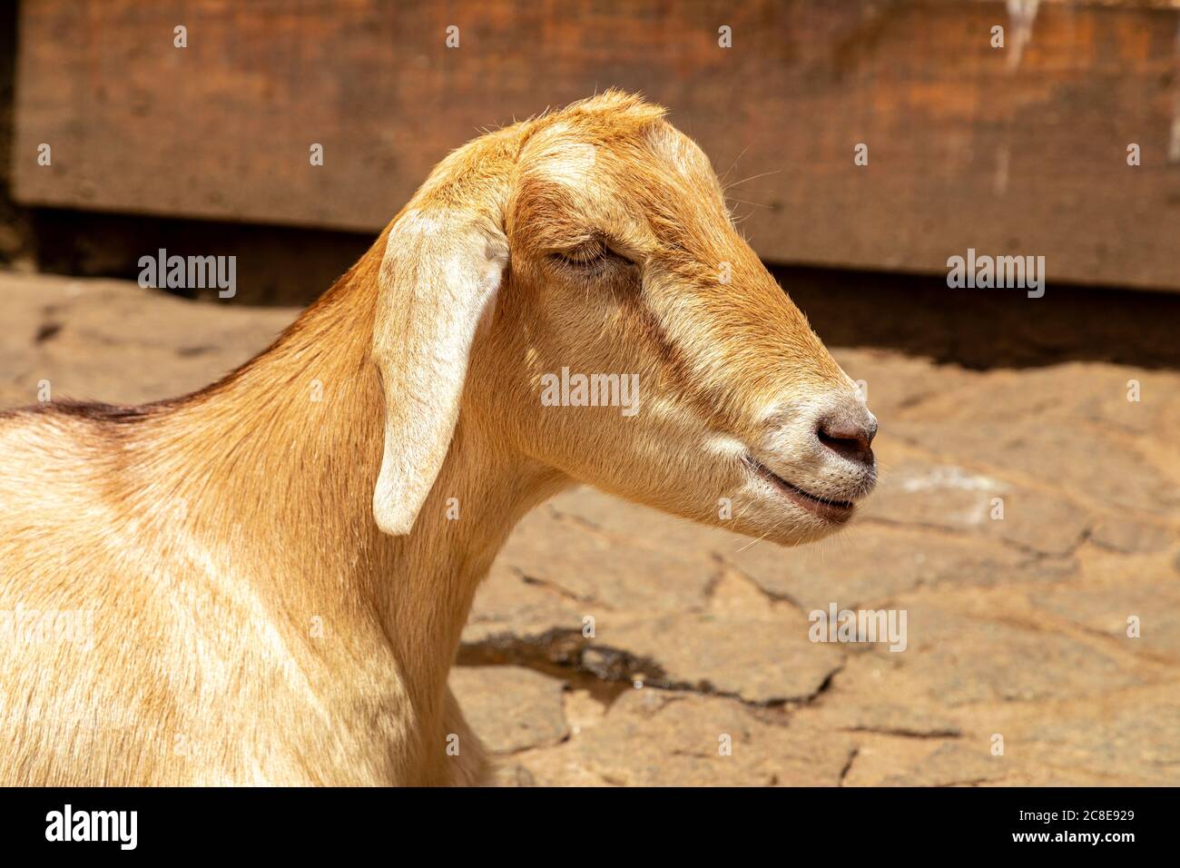 Goat loose on farm, roam freely across the area Stock Photo - Alamy