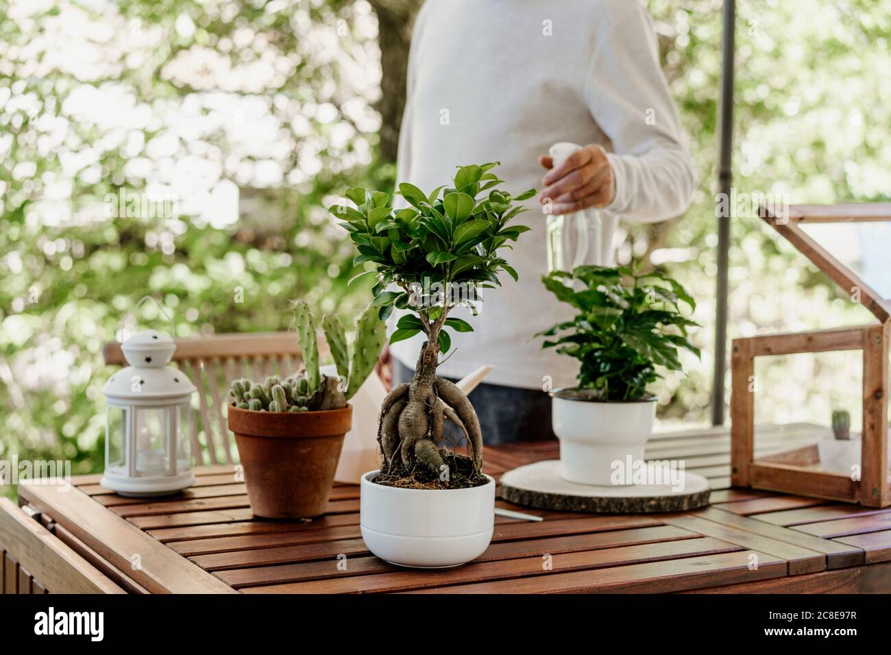 Senior man spraying house plants Stock Photo - Alamy