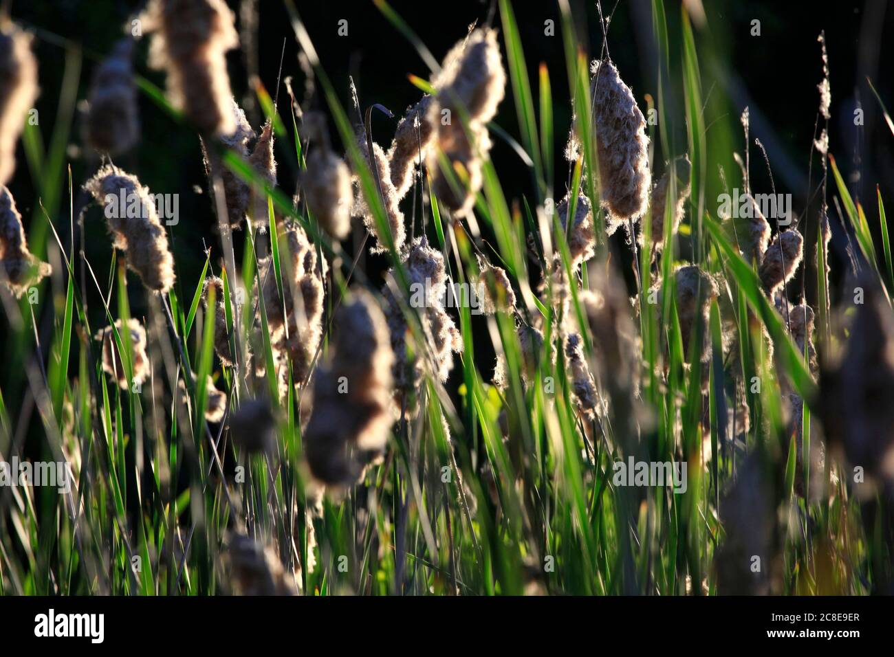 Reeds growing in summer Stock Photo - Alamy