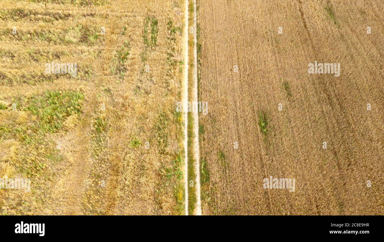 Aerial view of the golden wheat field. Pathway can be seen Stock Photo ...