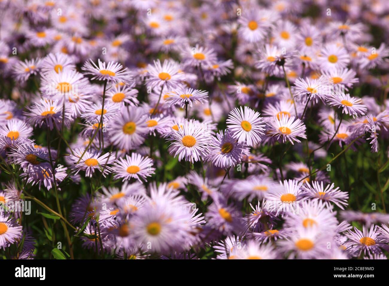 Summer asters hi-res stock photography and images - Alamy