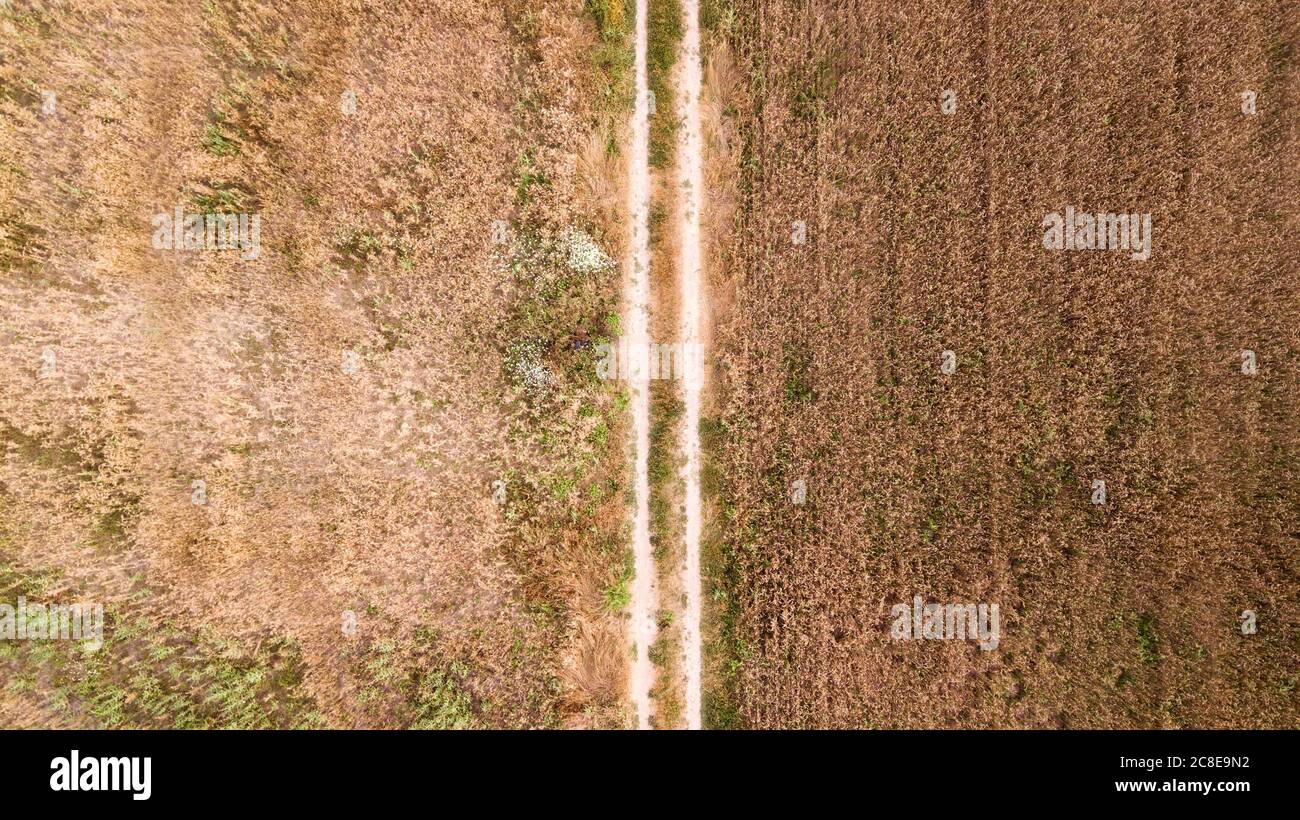 Aerial view of the golden wheat field. Pathway can be seen Stock Photo ...