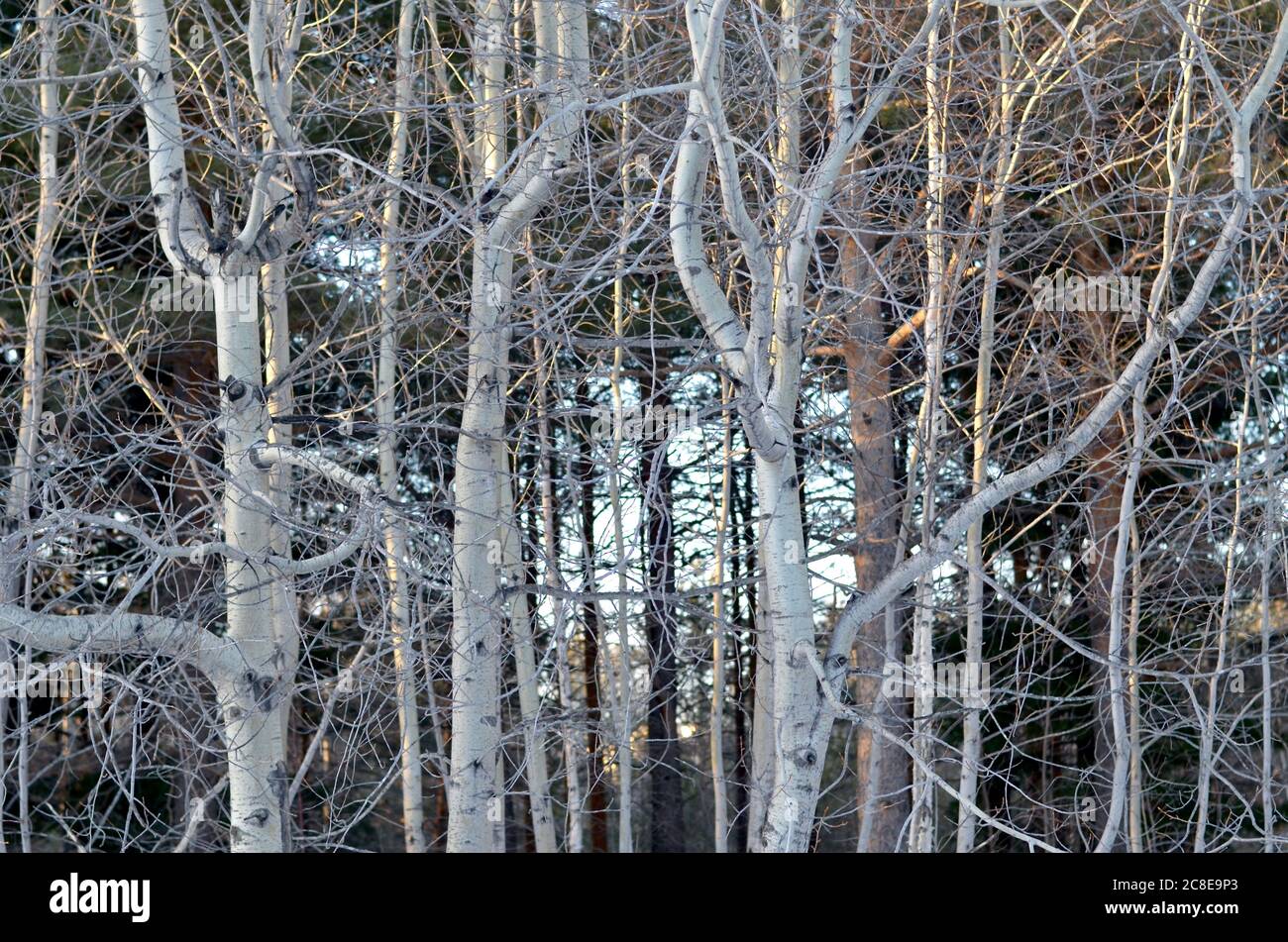Trunks of birch trees intertwined in the light Stock Photo - Alamy