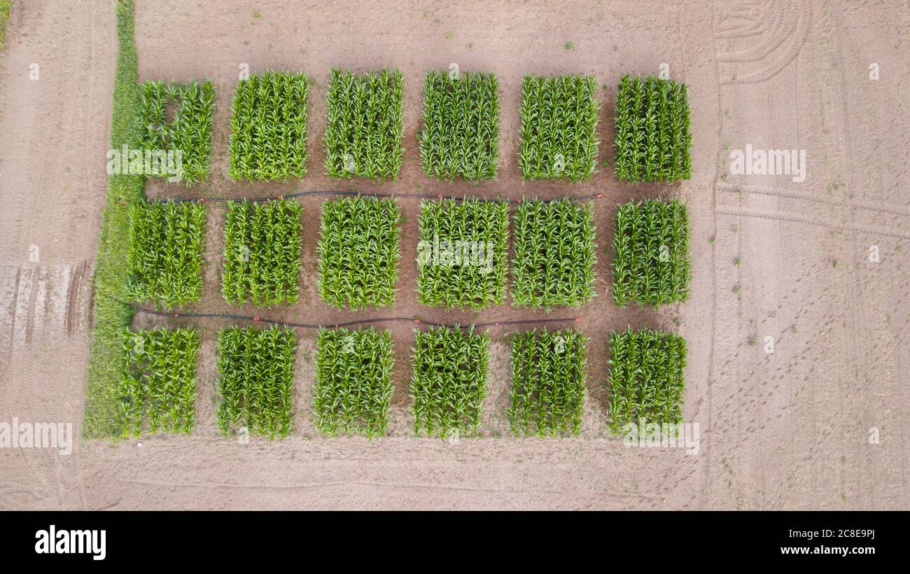 Aerial view of the corn field. Corns are standing in a square shape and ...