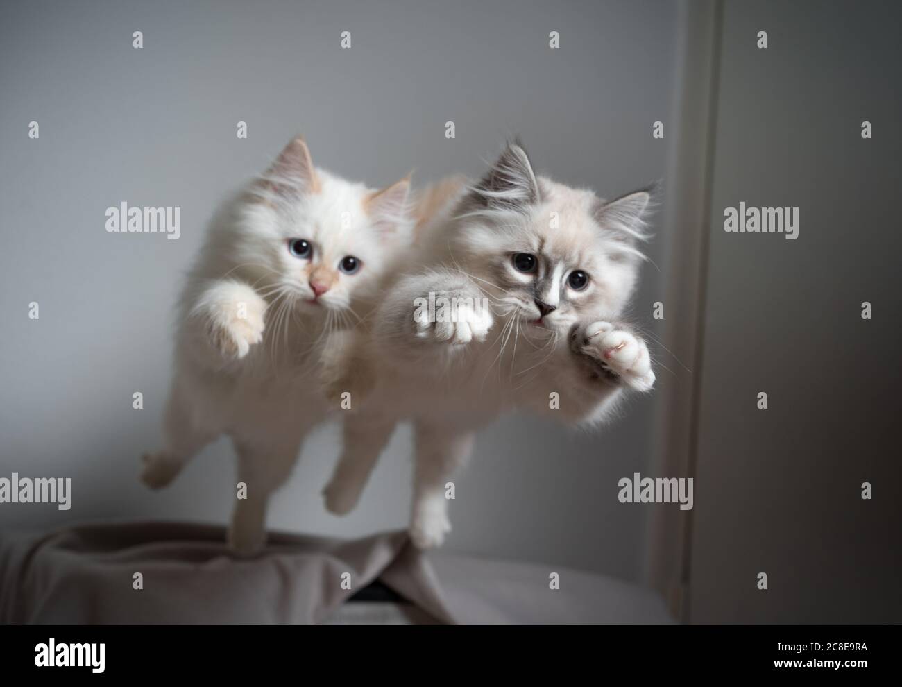 two cute playful ragdoll kittens jumping simultaneously flying in the ...