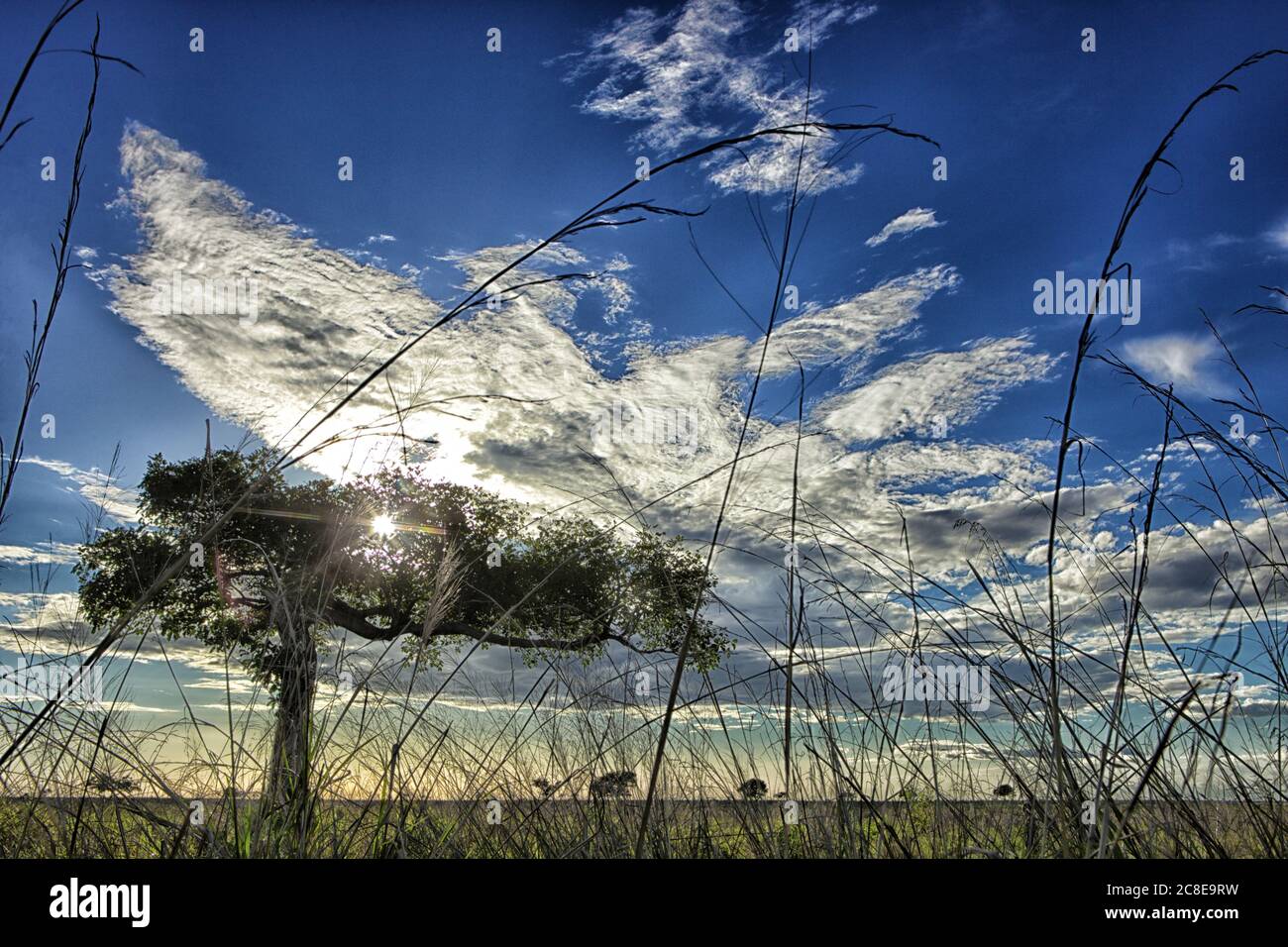 Blades of grass against sun setting over garamba national park hi-res ...
