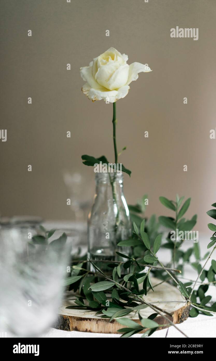 Olive tree branches hi-res stock photography and images - Alamy