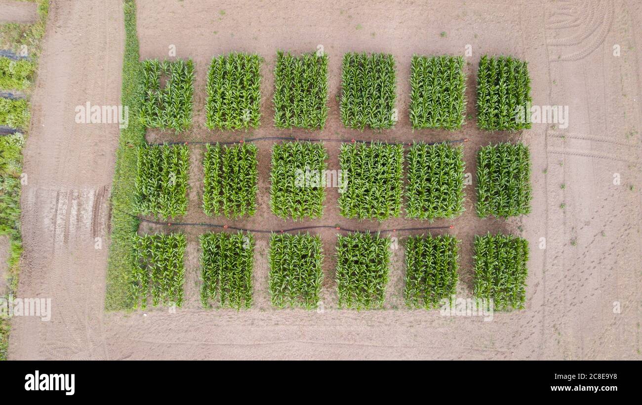 Aerial view of the corn field. Corns are standing in a square shape and ...