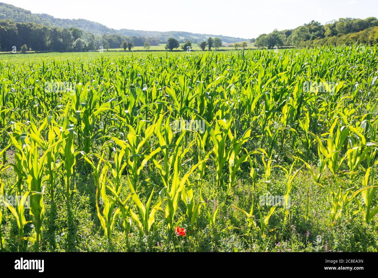 Corn crop farming hi-res stock photography and images - Alamy