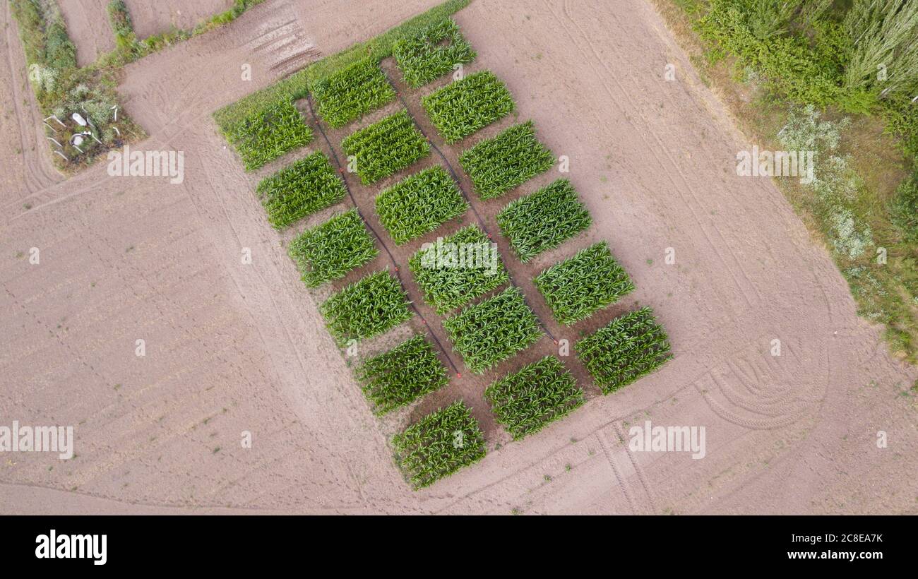 Aerial view of the corn field. Corns are standing in a square shape and ...