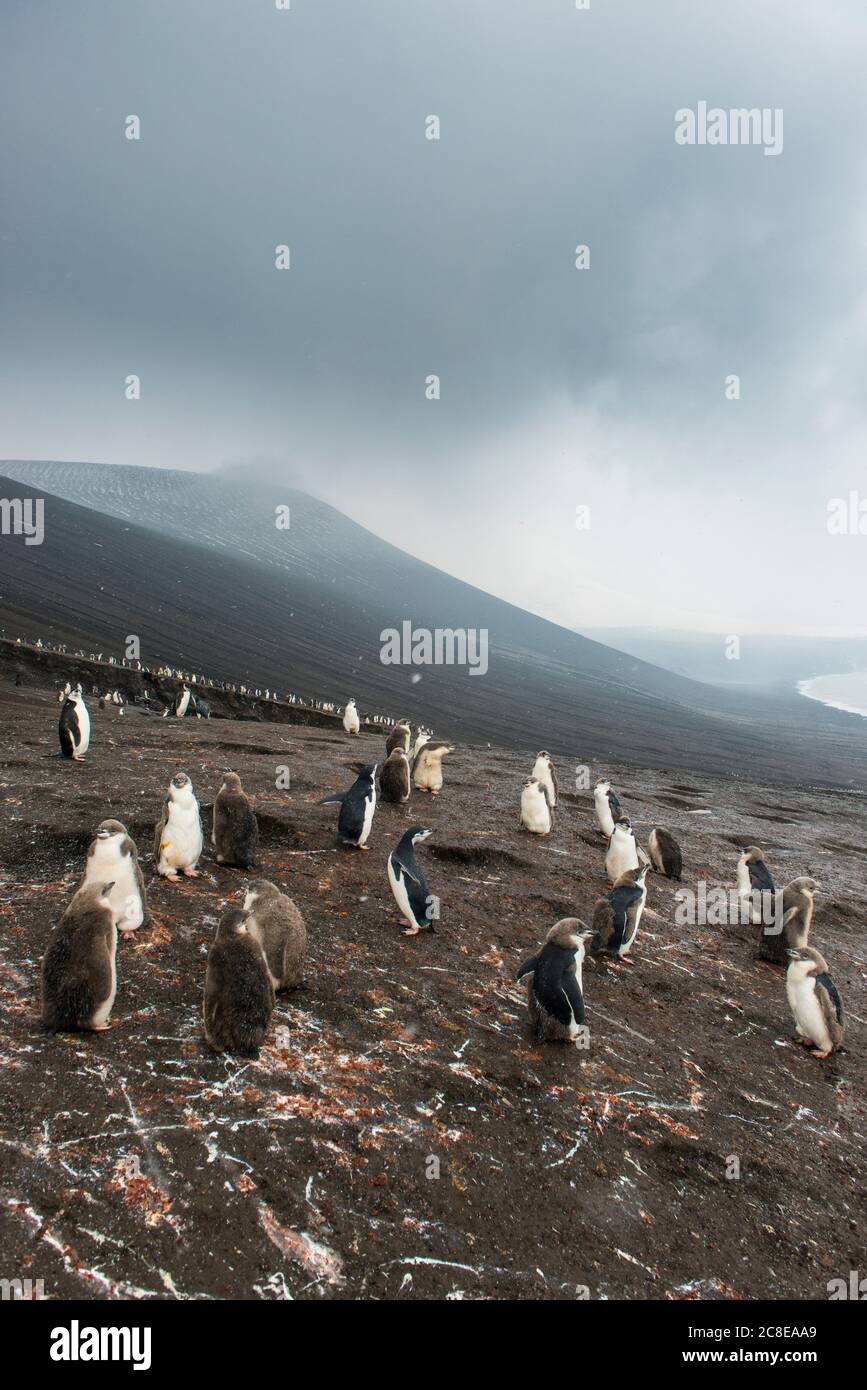 UK, South Georgia and South Sandwich Islands, Chinstrap penguin ...