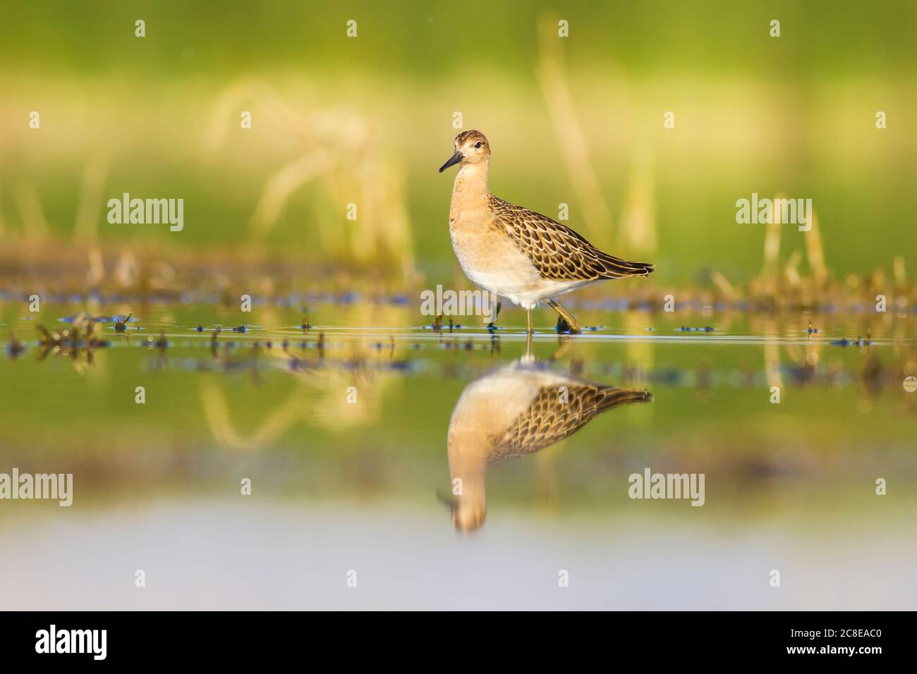 Water nature and bird. Common water bird: Ruff. Philomachus pugnax ...