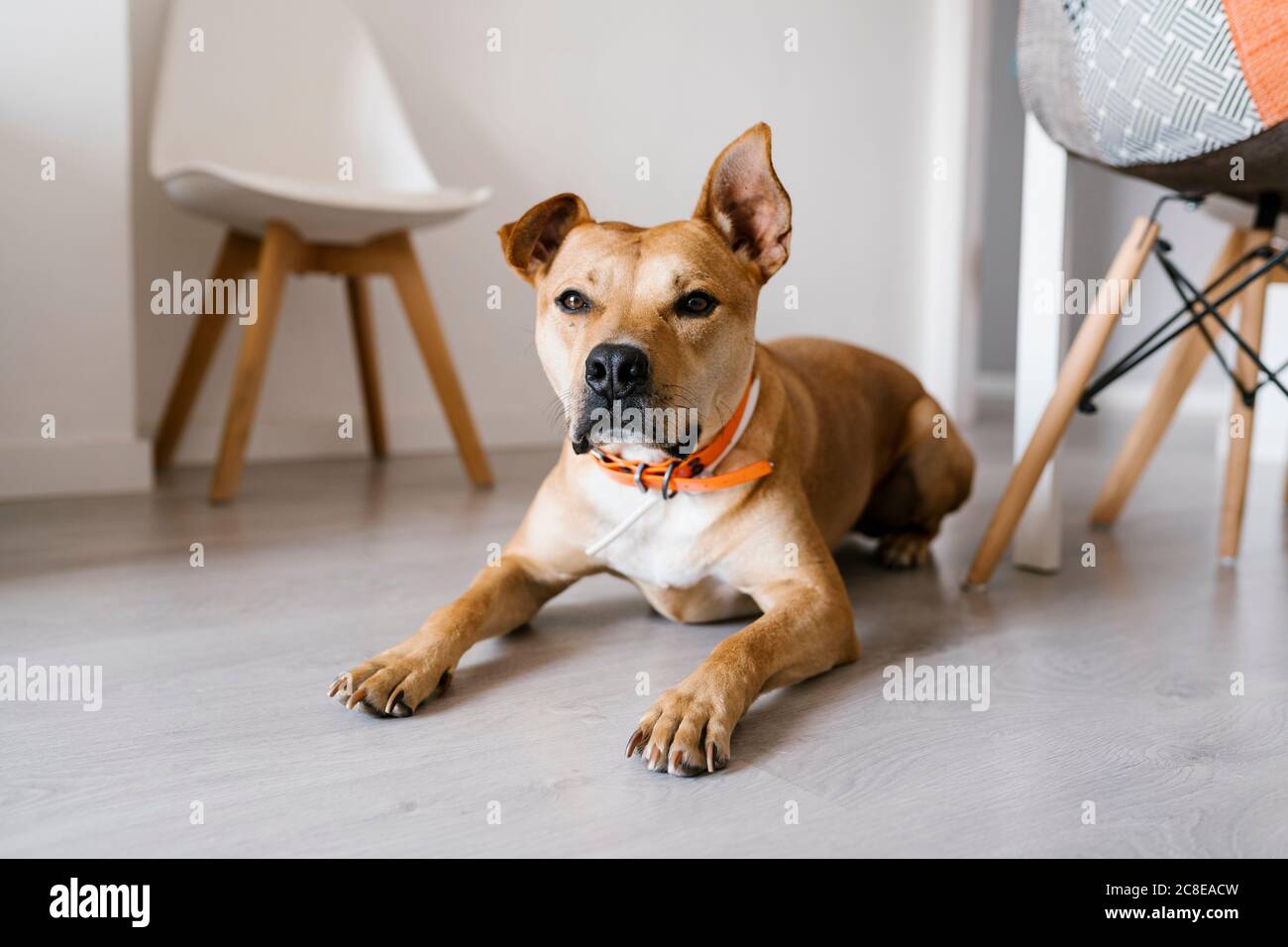 Dog lying on floor at home Stock Photo - Alamy