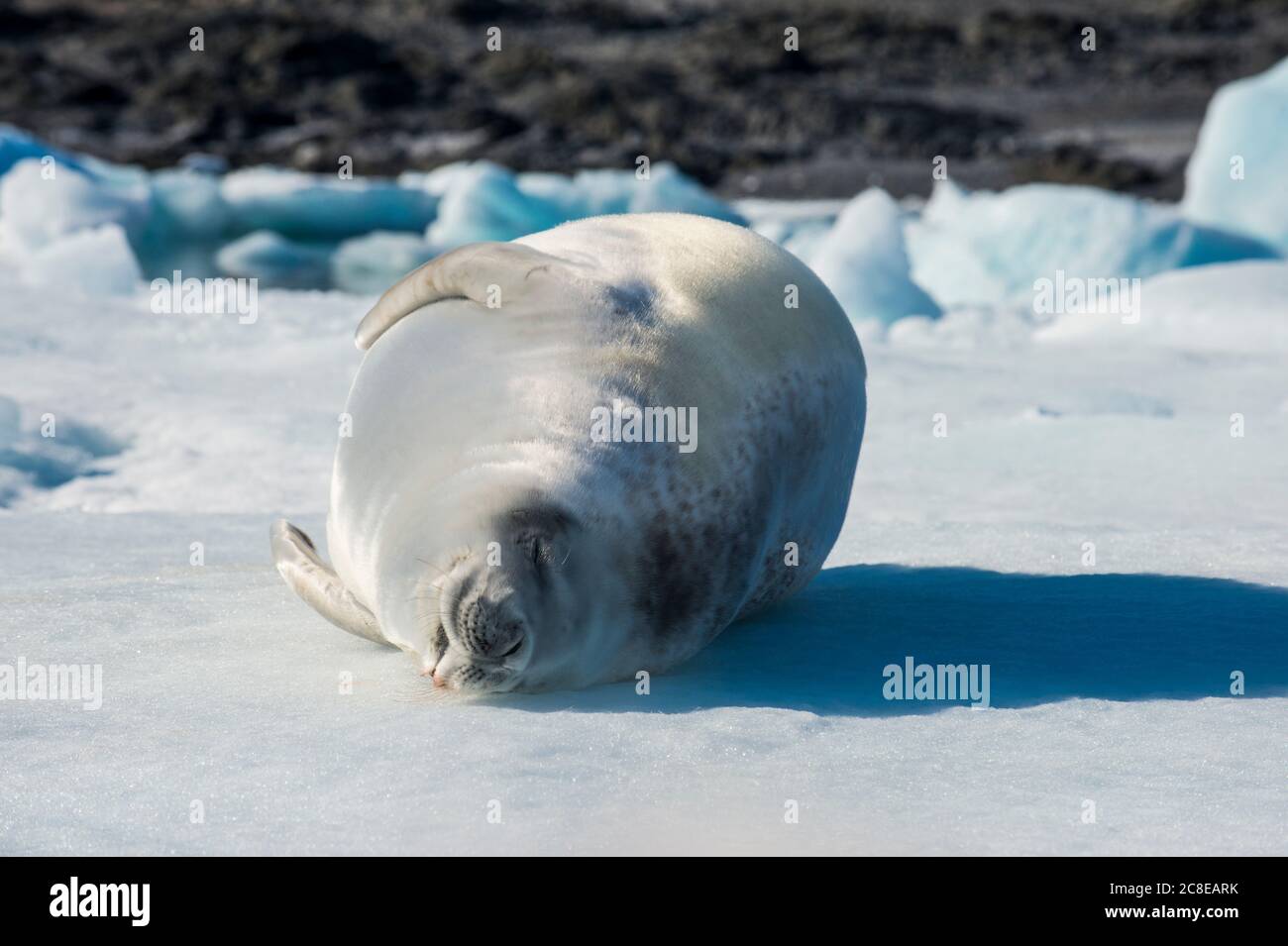 Crab eating seal hi-res stock photography and images - Alamy