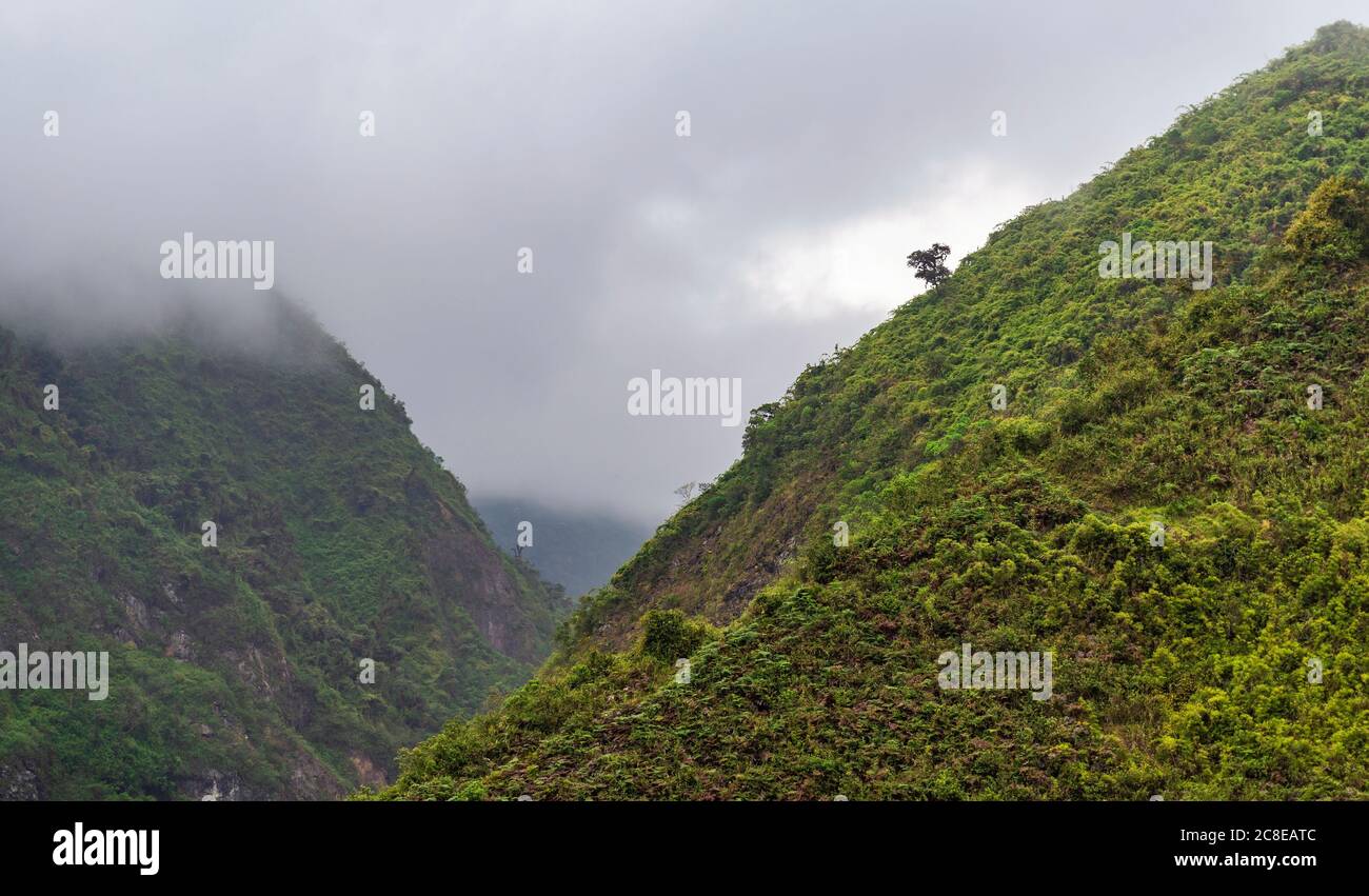 Landscape of the mysterious cloud forest in the Andes mountain range ...