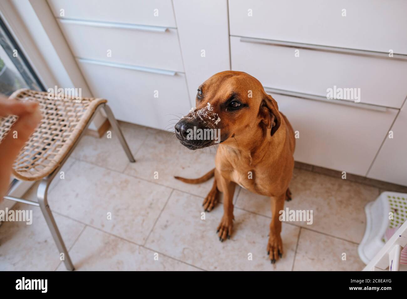 Messy dog indoors High Resolution Stock Photography and Images - Alamy