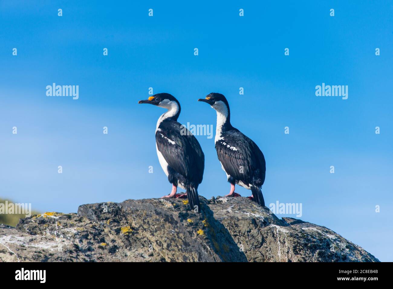 Two imperial shags (Leucocarbo atriceps) standing side by side Stock ...