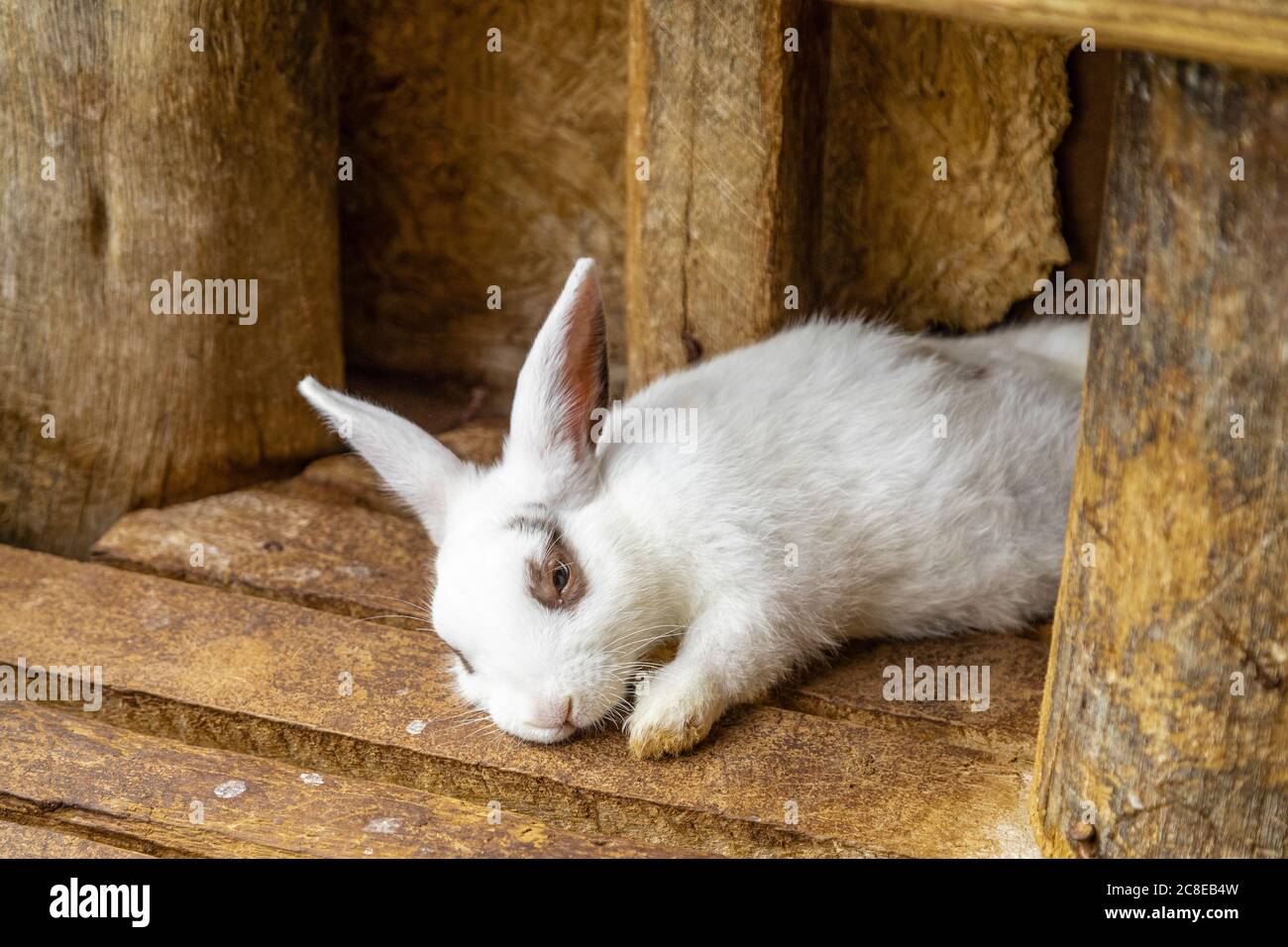 Cute rabbit sleeping on wooden floor Stock Photo - Alamy