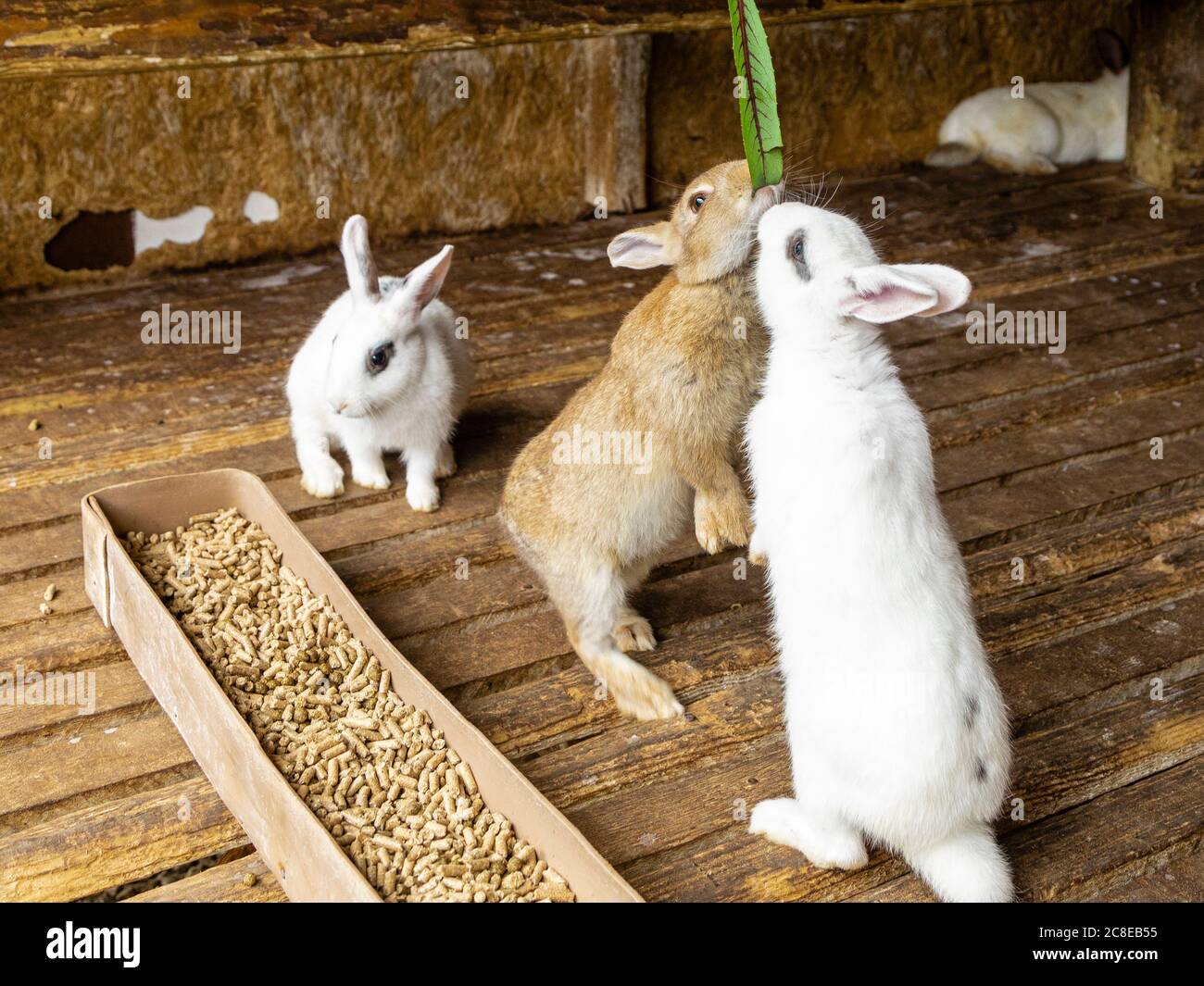 Small rabbit lettuce hi-res stock photography and images - Alamy