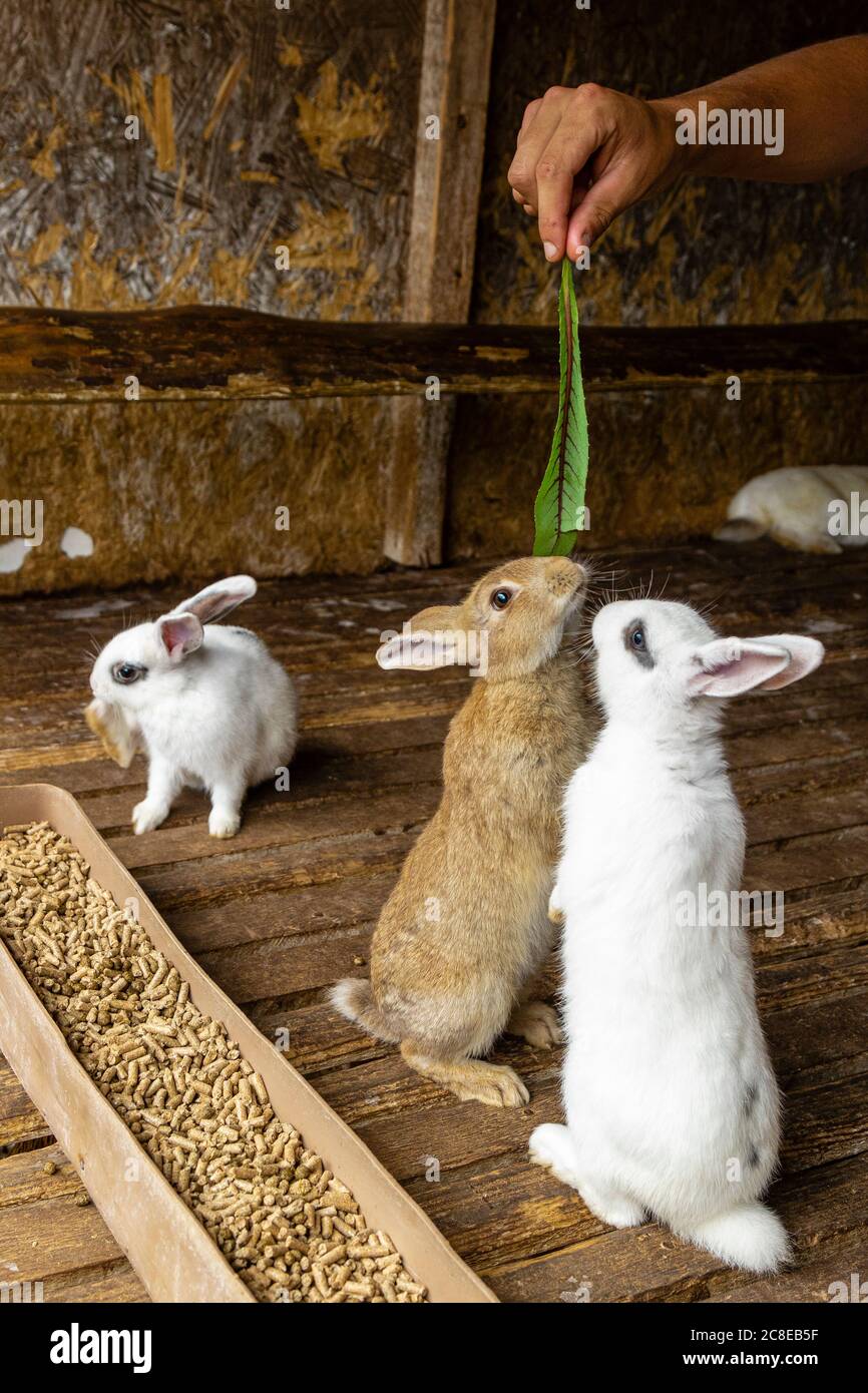 Wild rabbits feeding on green hi-res stock photography and images - Alamy